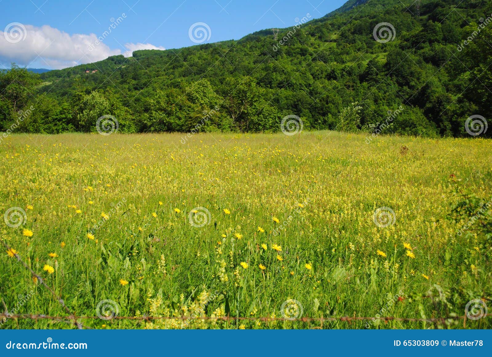 Meadow Under the Summer Sun Stock Image - Image of peak, scene: 65303809