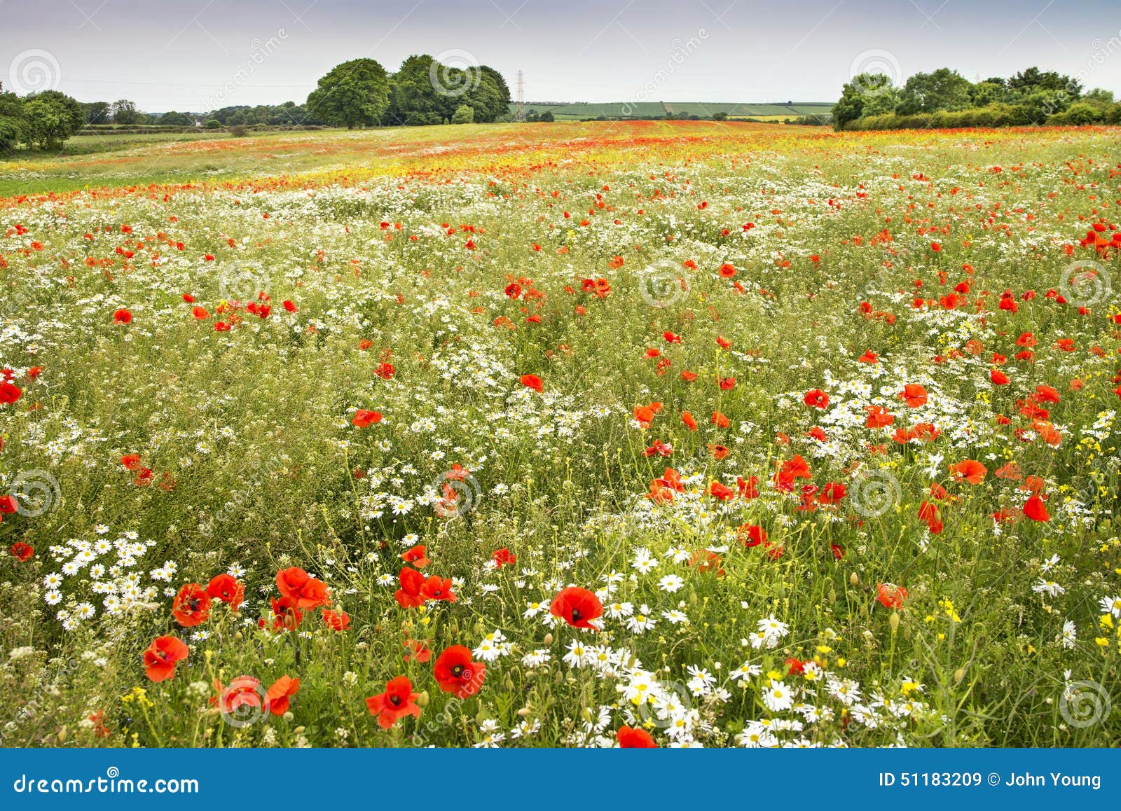 Meadow stock image. Image of nature, colorful, season - 51183209