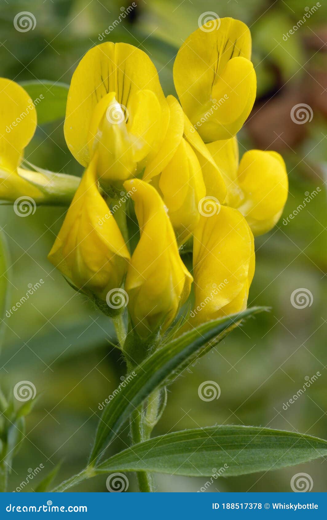 Meadow Vetchling stock photo. Image of leguminosae, meadow - 188517378