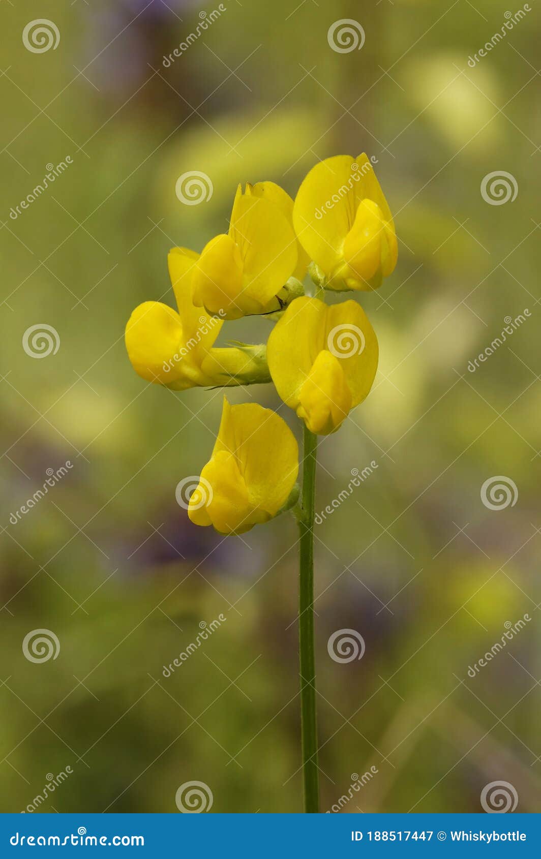 Meadow Vetchling stock image. Image of vertical, summer - 188517447