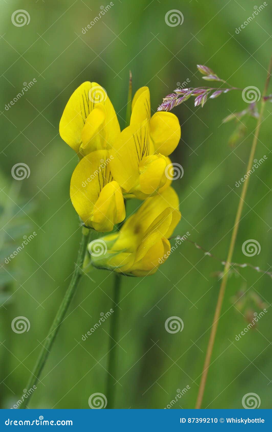 Meadow Vetchling stock photo. Image of flora, wild, summer - 87399210
