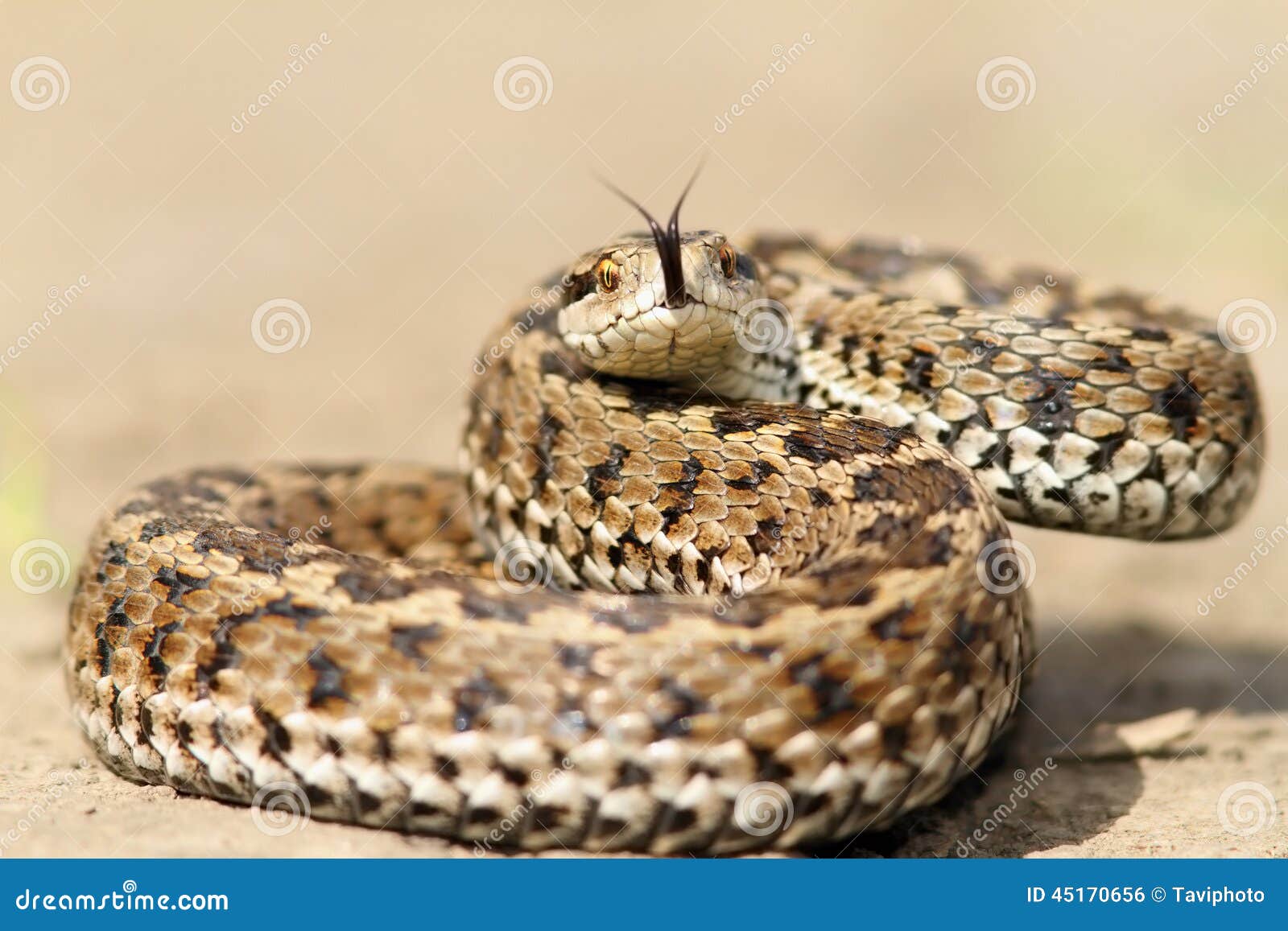 Meadow Viper Ready To Strike Stock Photo - Image of attack, rare: 45170656