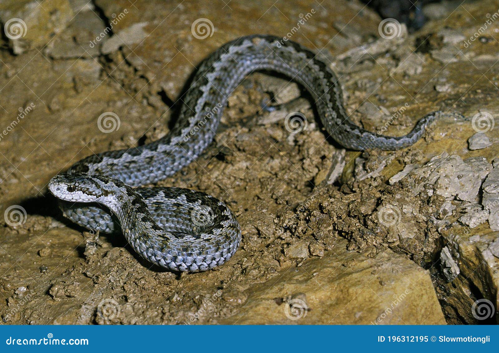 Meadow Viper, Vipera Ursinii Stock Image - Image of snake, outdoor ...