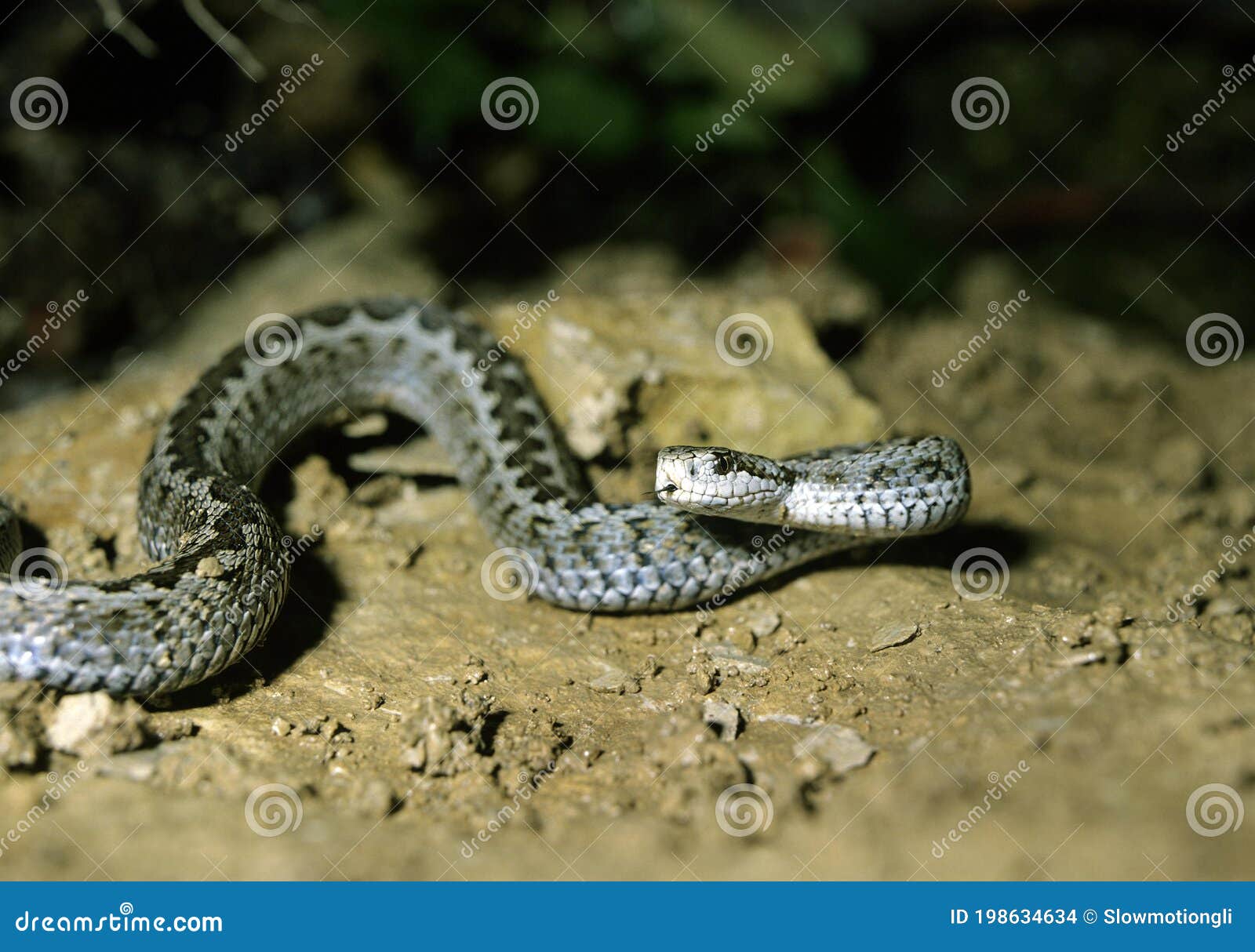 Meadow Viper, Vipera Ursinii Stock Photo - Image of specy, outdoors ...