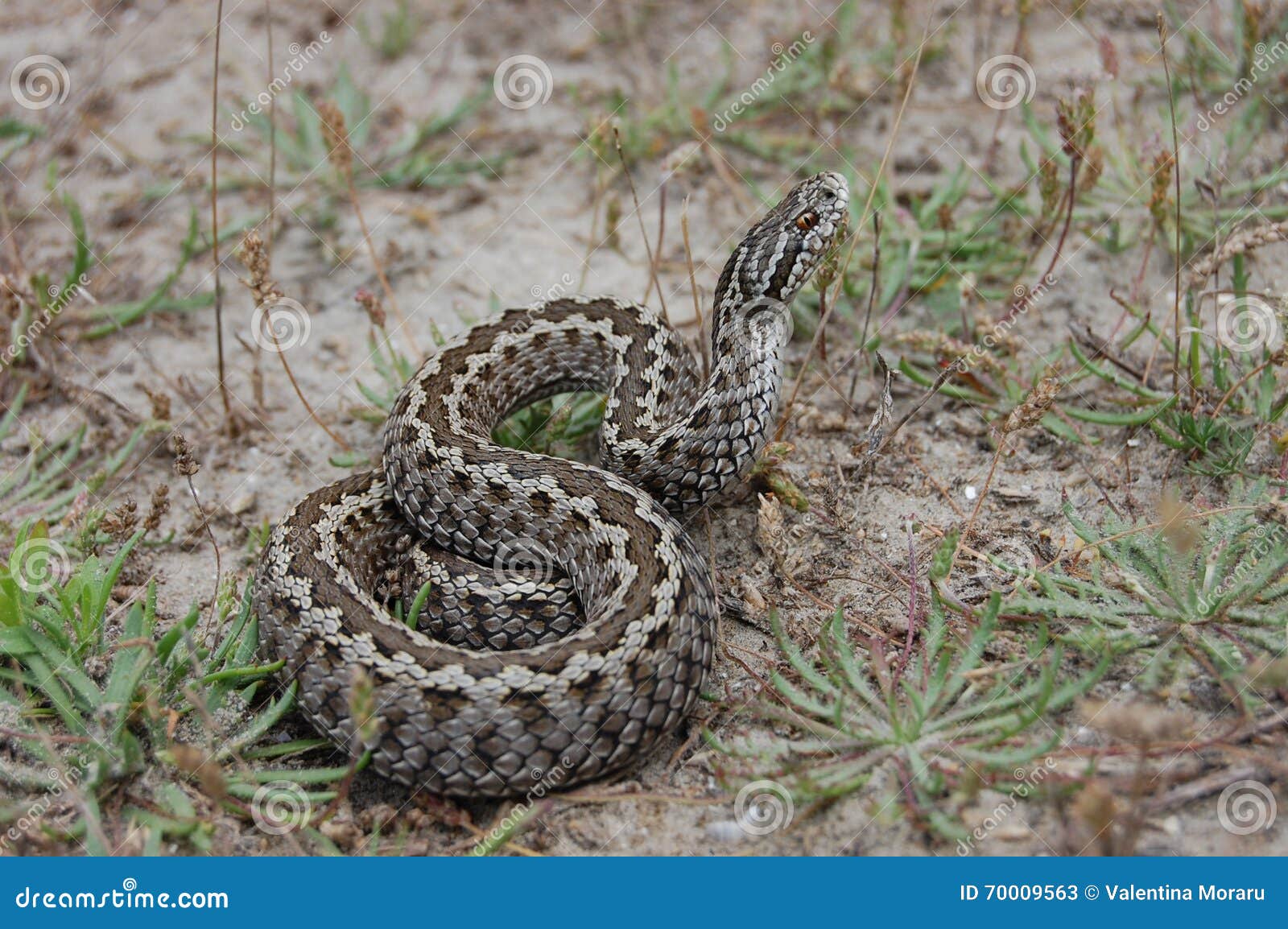 Meadow Viper Vipera Ursinii Moldavica In Natural Habitat. This Is One ...