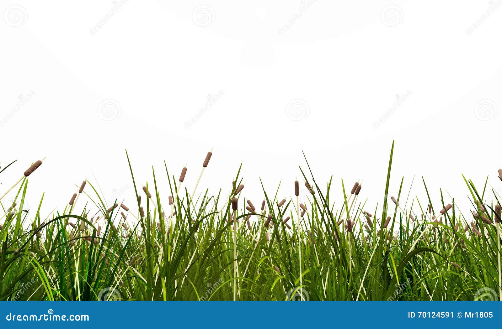 Meadow on white background stock illustration. Illustration of white ...