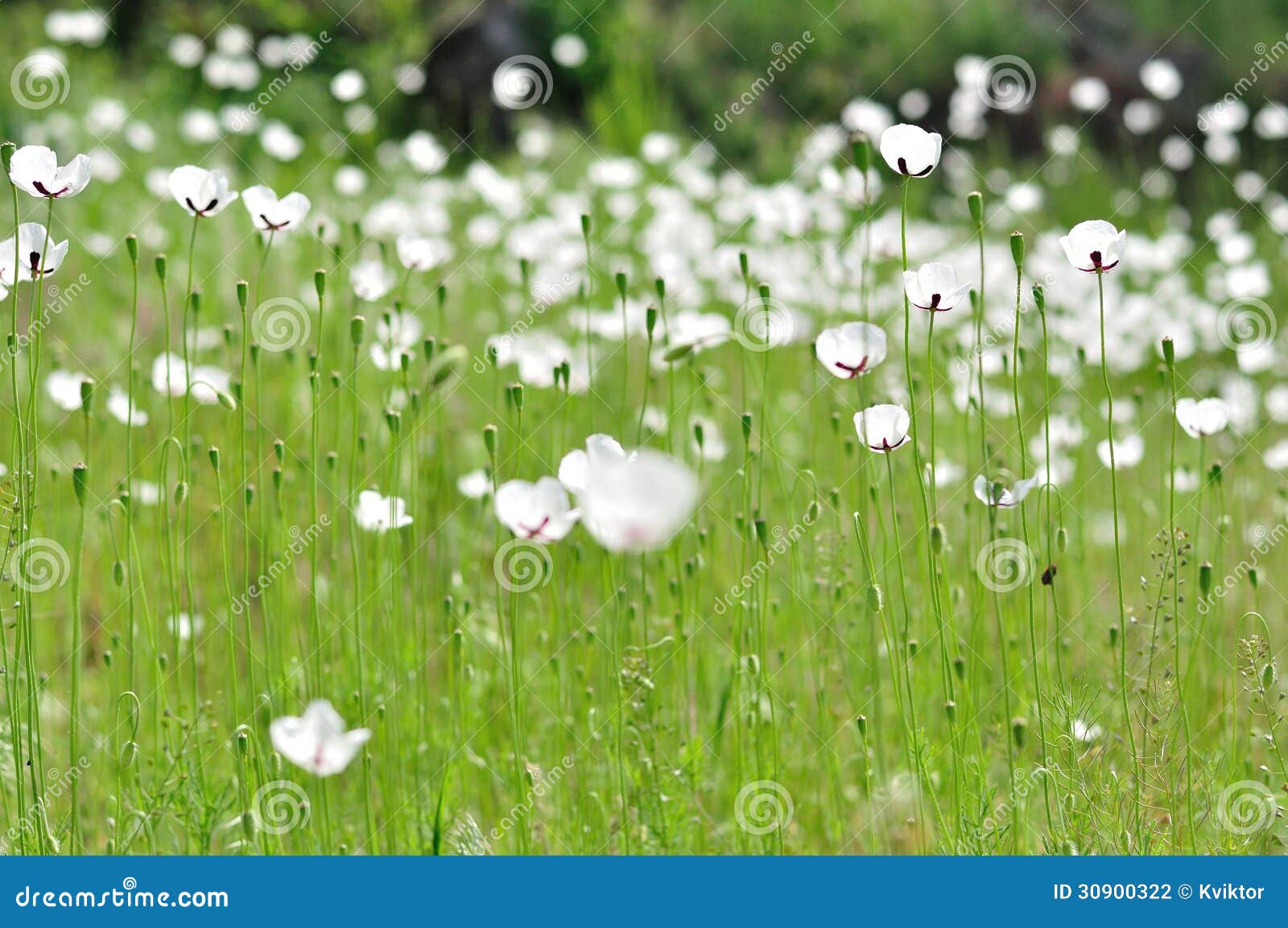 Meadow with White Flowers in Spring Stock Photo - Image of fragrant ...