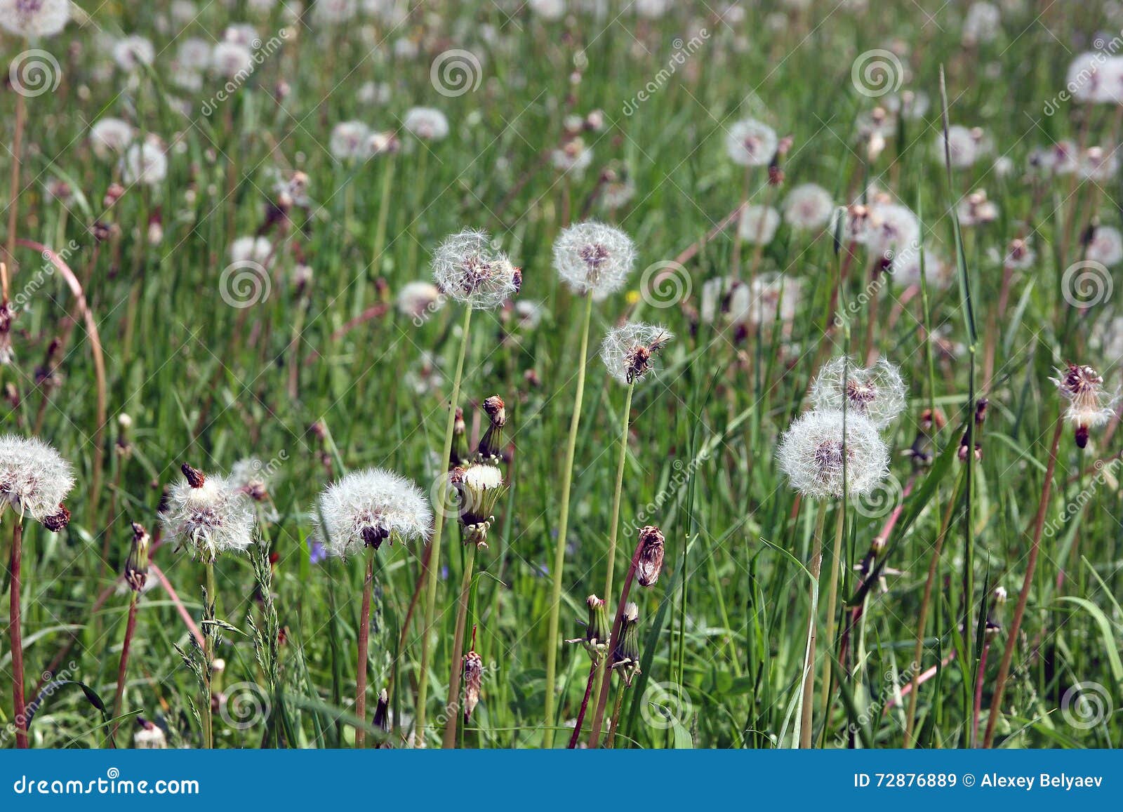 Meadow with White Fluffy Round Beautiful Blossoming Dandelion Fl Stock ...