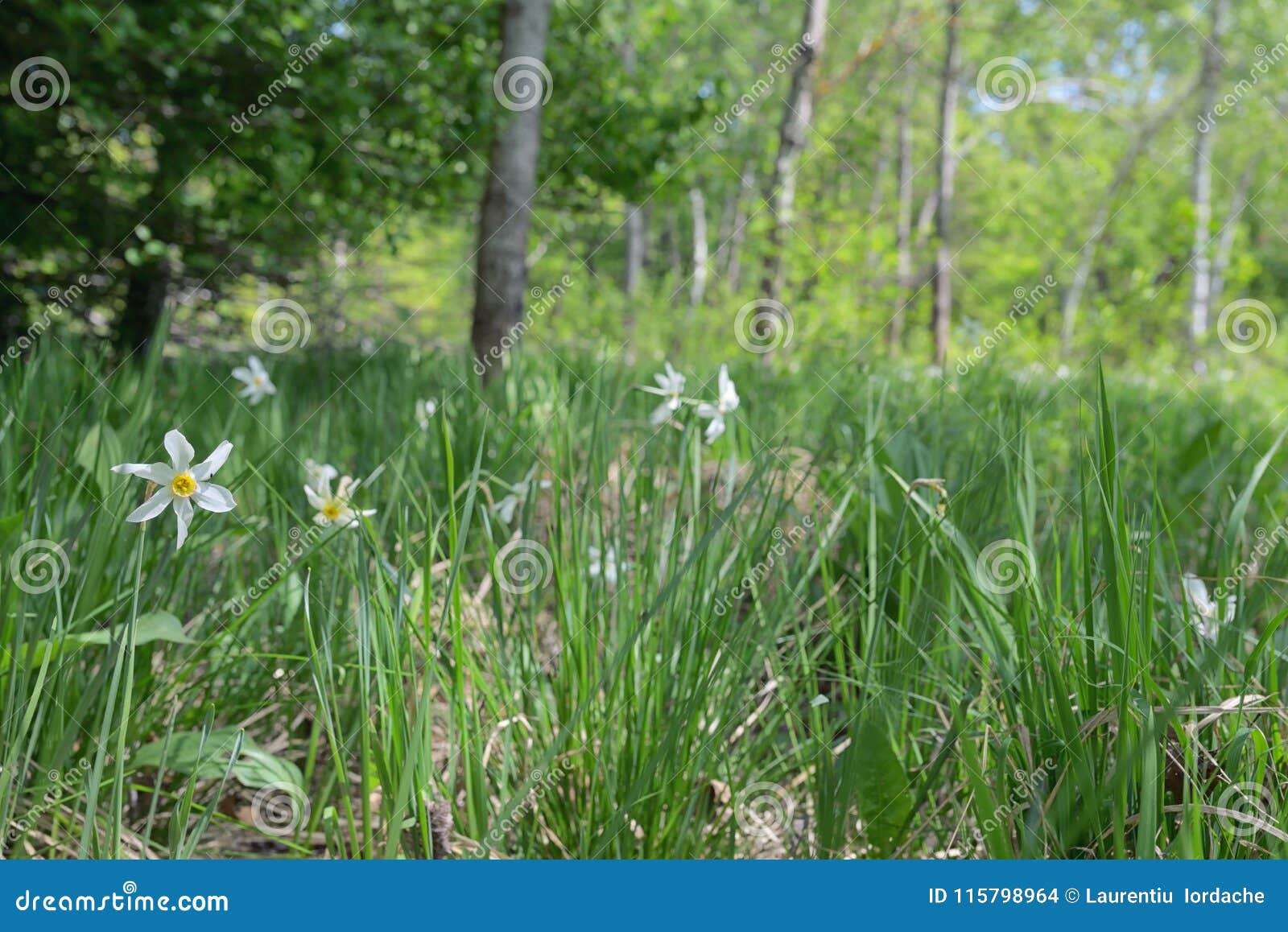 Meadow of wild daffodils stock photo. Image of daffodils - 115798964