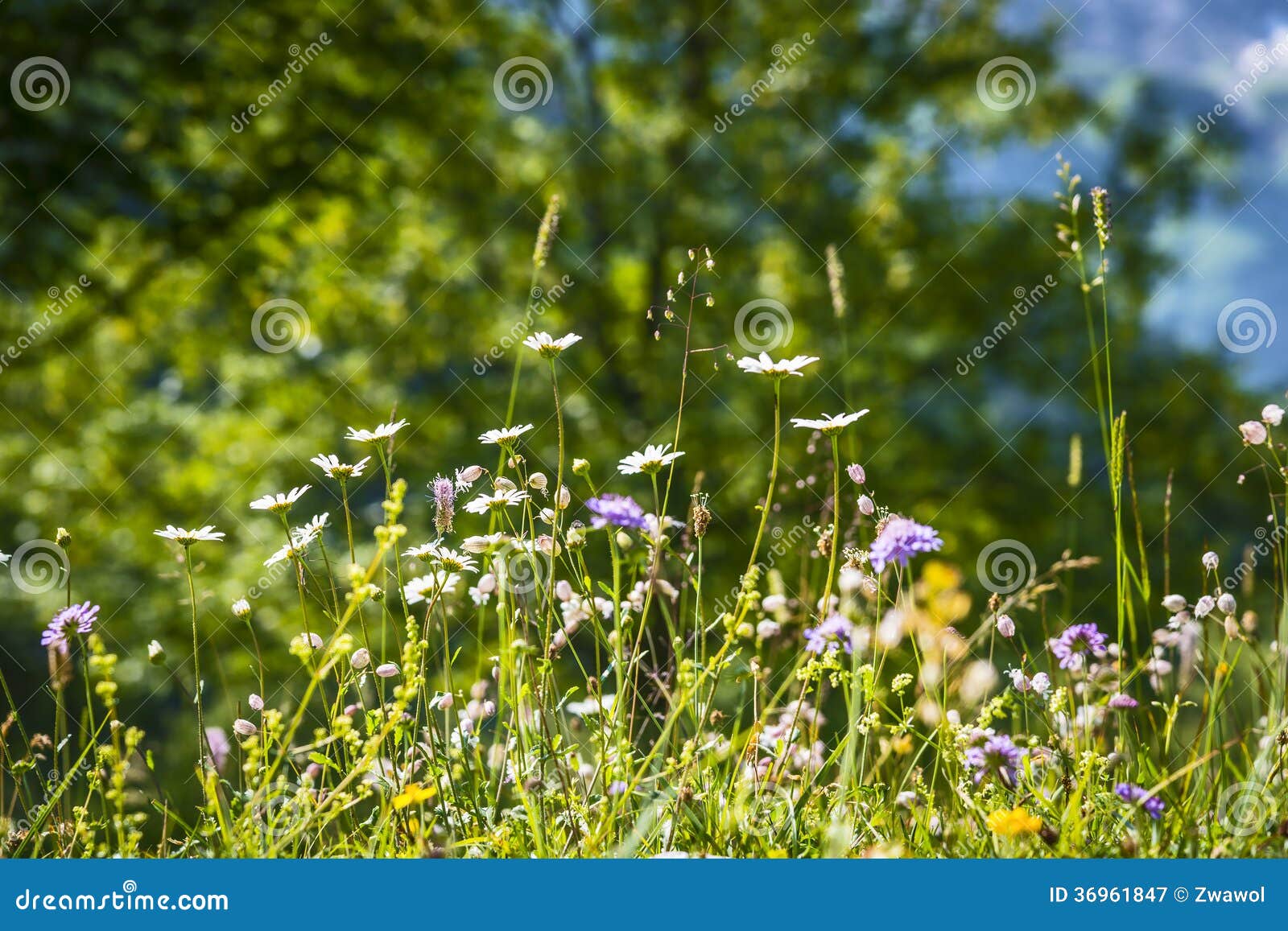 Meadow with wild flowers stock image. Image of nature - 36961847