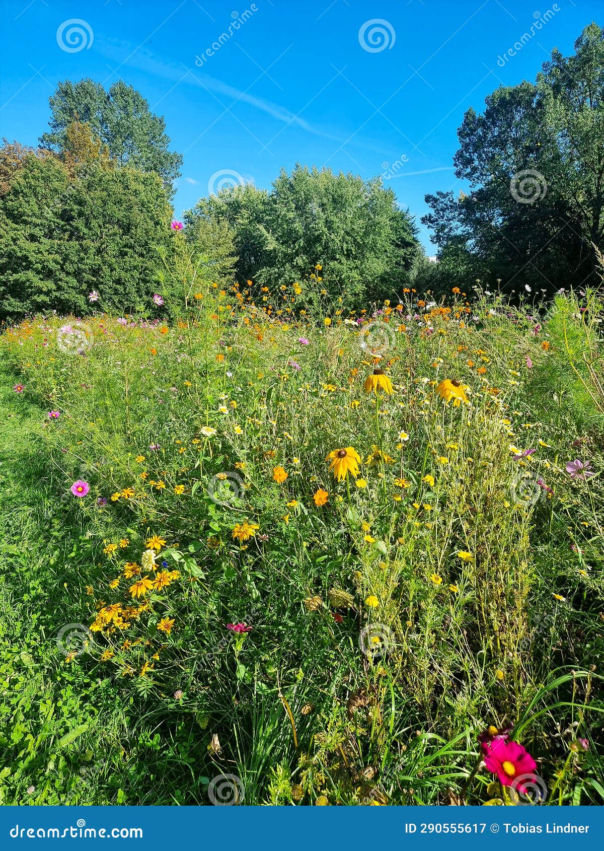 Meadow with Wild Flowers in the Park during Late Summer Stock Image ...