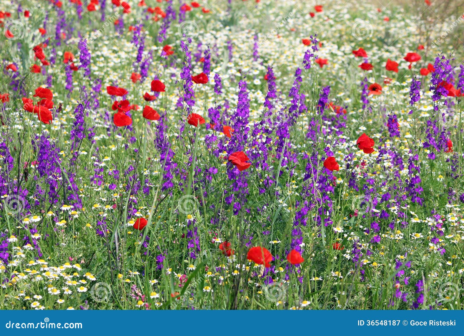 Meadow with wild flowers stock image. Image of yellow - 36548187
