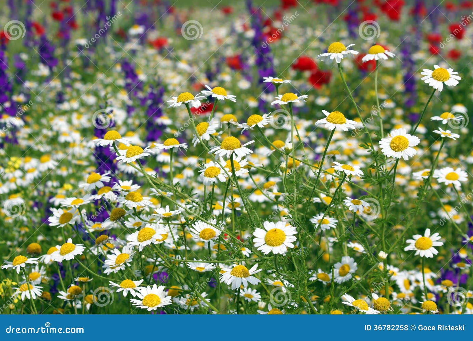 Meadow with wild flowers stock photo. Image of nature - 36782258