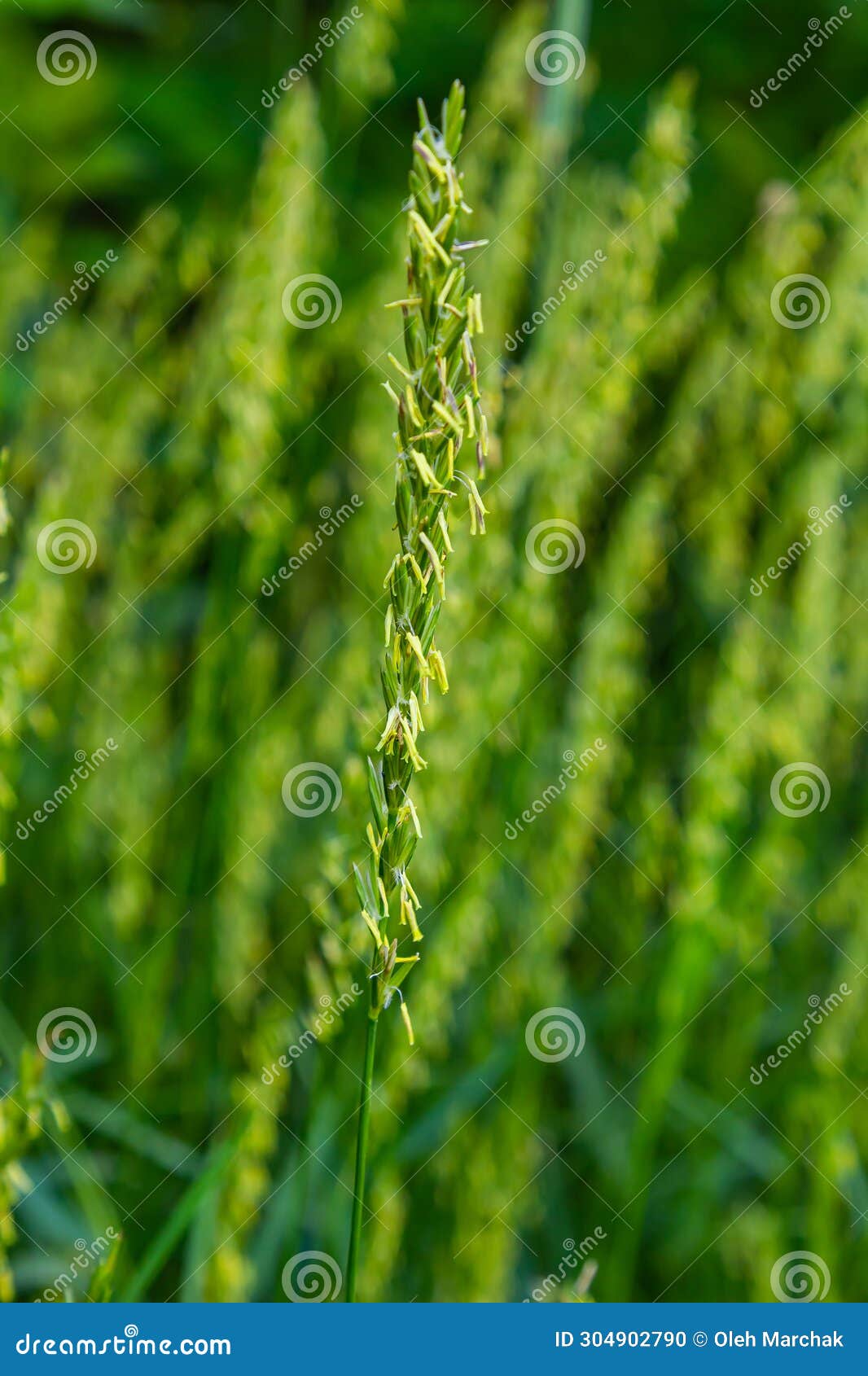 Elymus Repens Weed Texture Tinted With Trendy Burgundy Viva Magenta ...