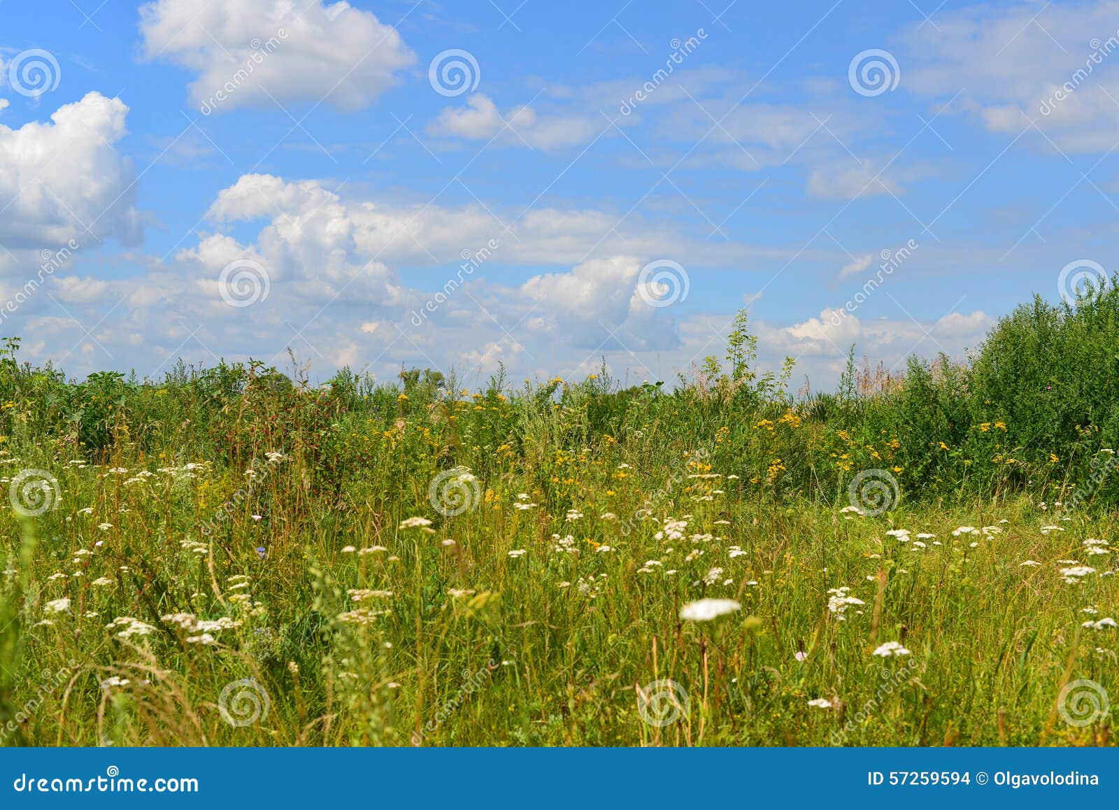 Meadow with Wildflowers on Sunny Day in July Stock Photo - Image of ...