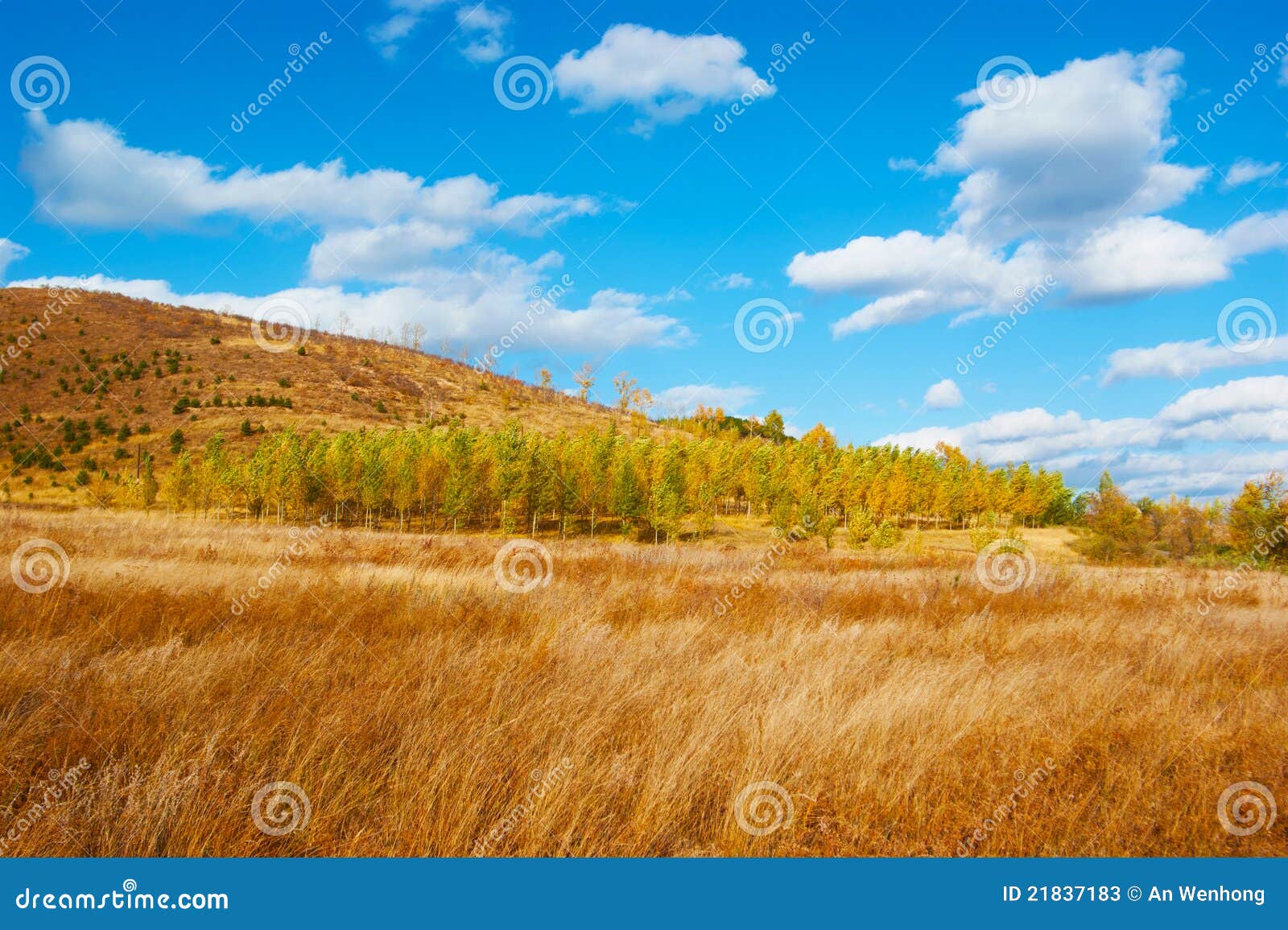 Meadow woods in the fall stock image. Image of park, cropped - 21837183