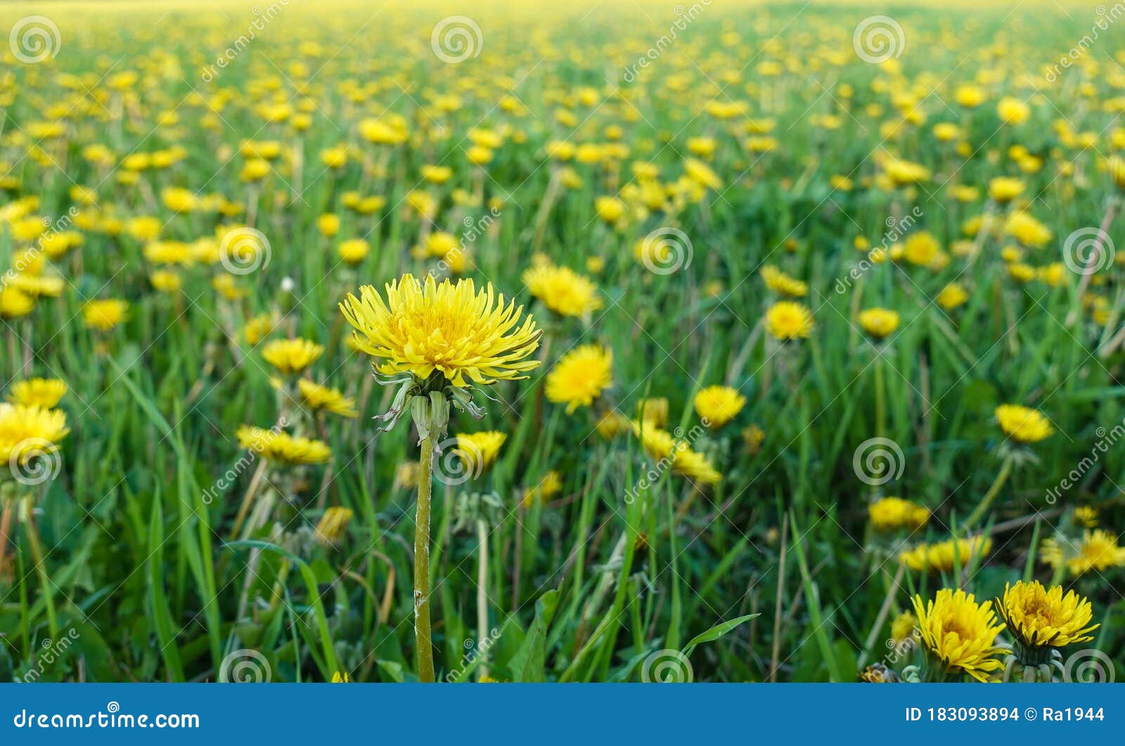 Meadow with Yellow Dandelions. a Whole Field of Yellow Dandelions Stock ...