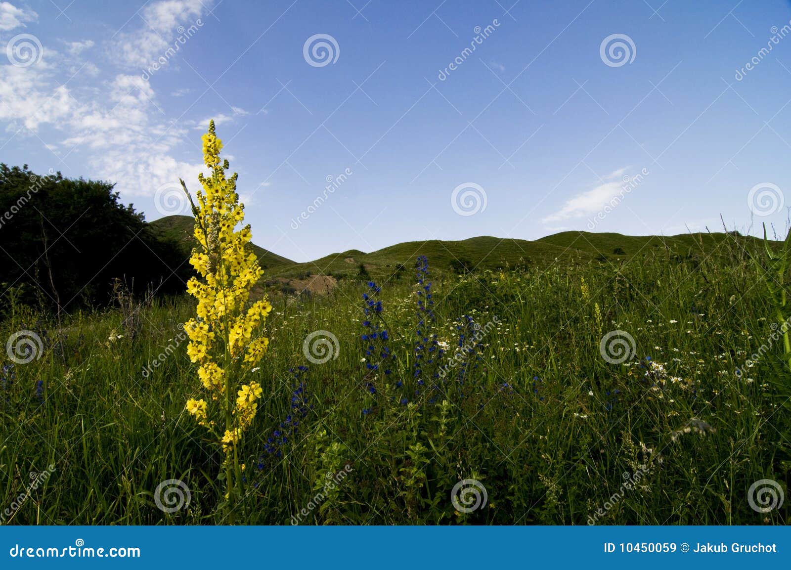 Meadow with yellow flower stock image. Image of grass - 10450059