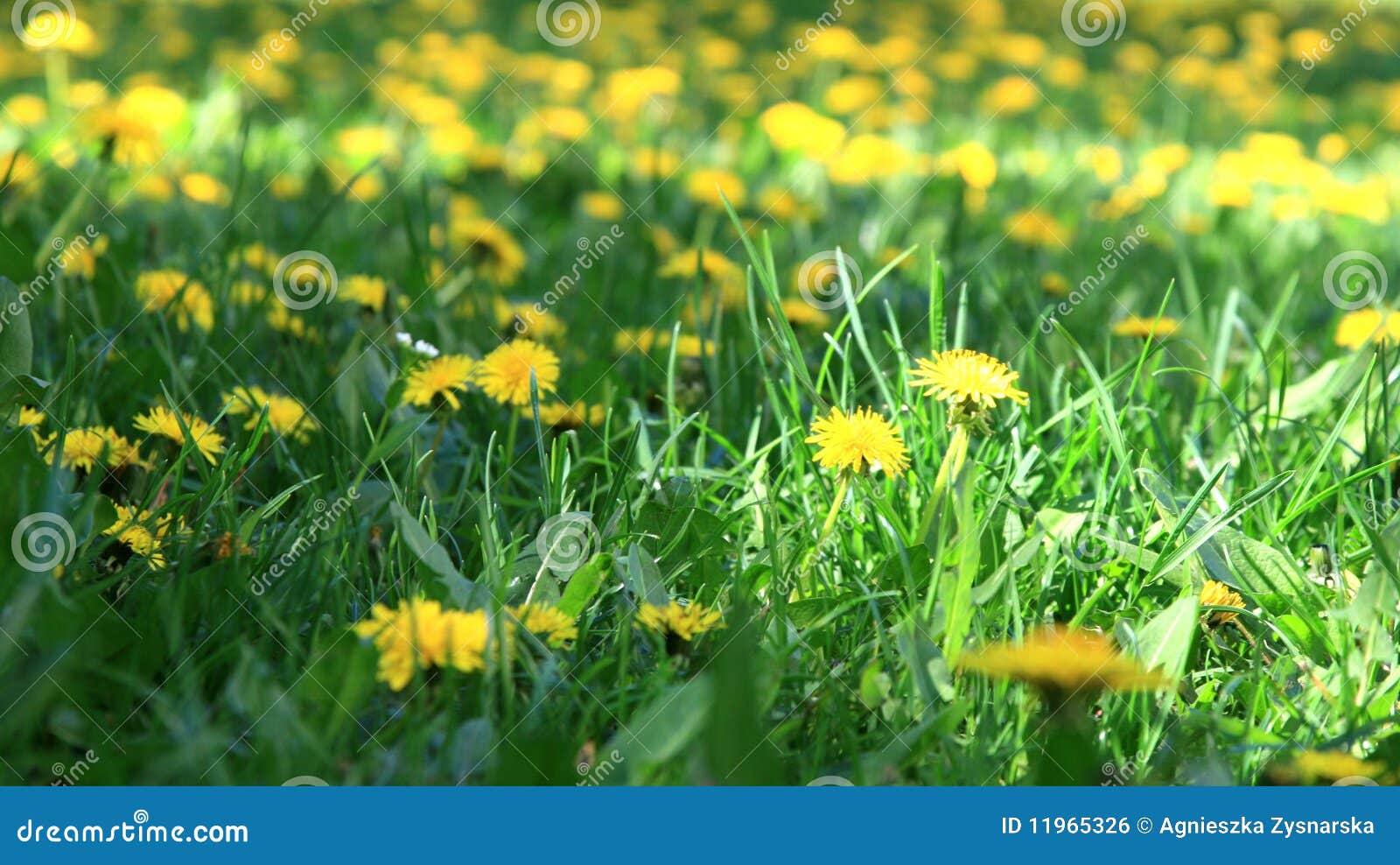 Meadow with yellow flowers stock photo. Image of natural - 11965326