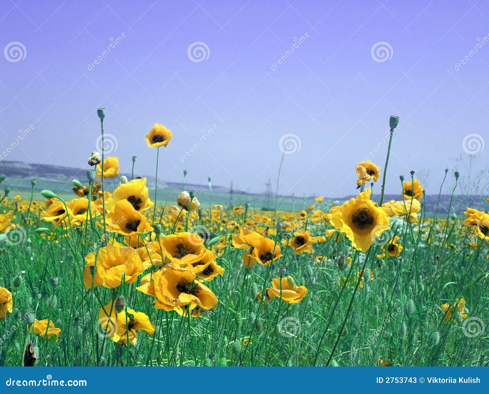 Meadow with yellow flowers stock image. Image of environment - 2753743