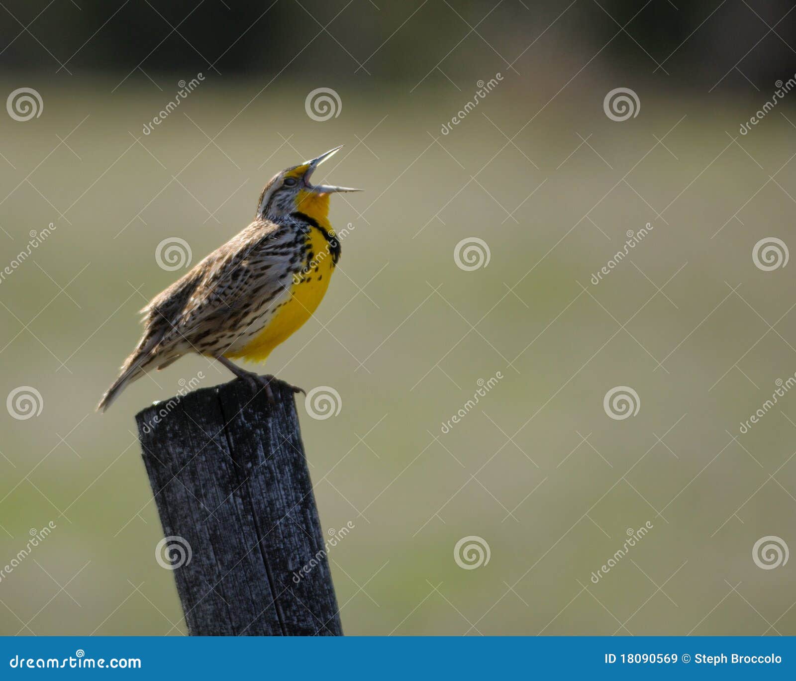 MeadowLark stock image. Image of meadowlark, song, lark - 18090569