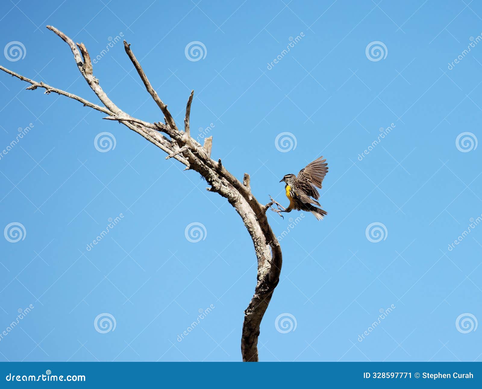 Meadowlark Landing on a Tree Stock Image - Image of beak, yellowbreast ...