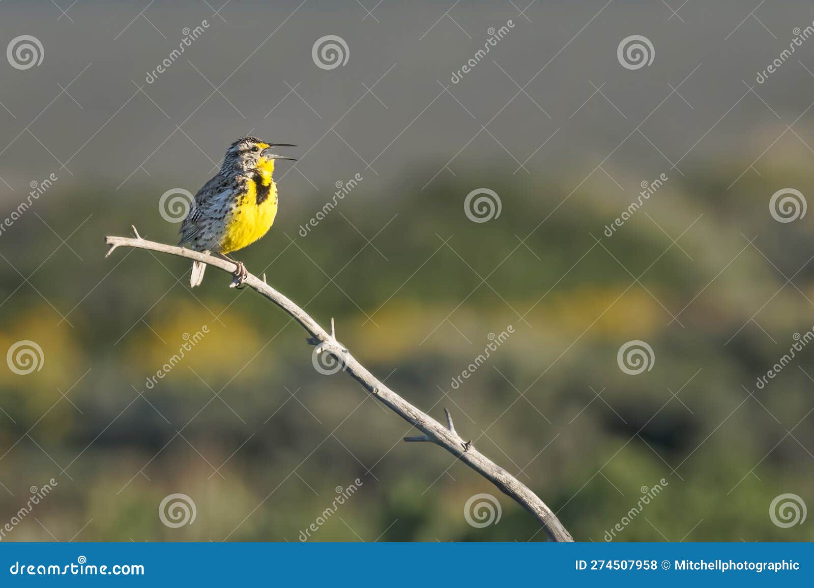 Meadowlark Singing stock photo. Image of neglecta, bird - 274507958