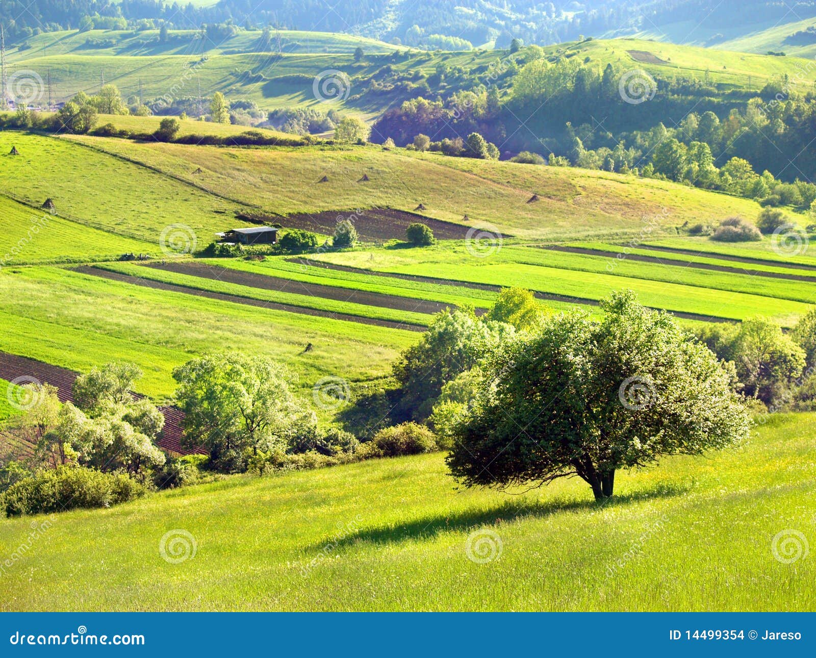 Meadows Early in the Morning Stock Photo - Image of nature, green: 14499354