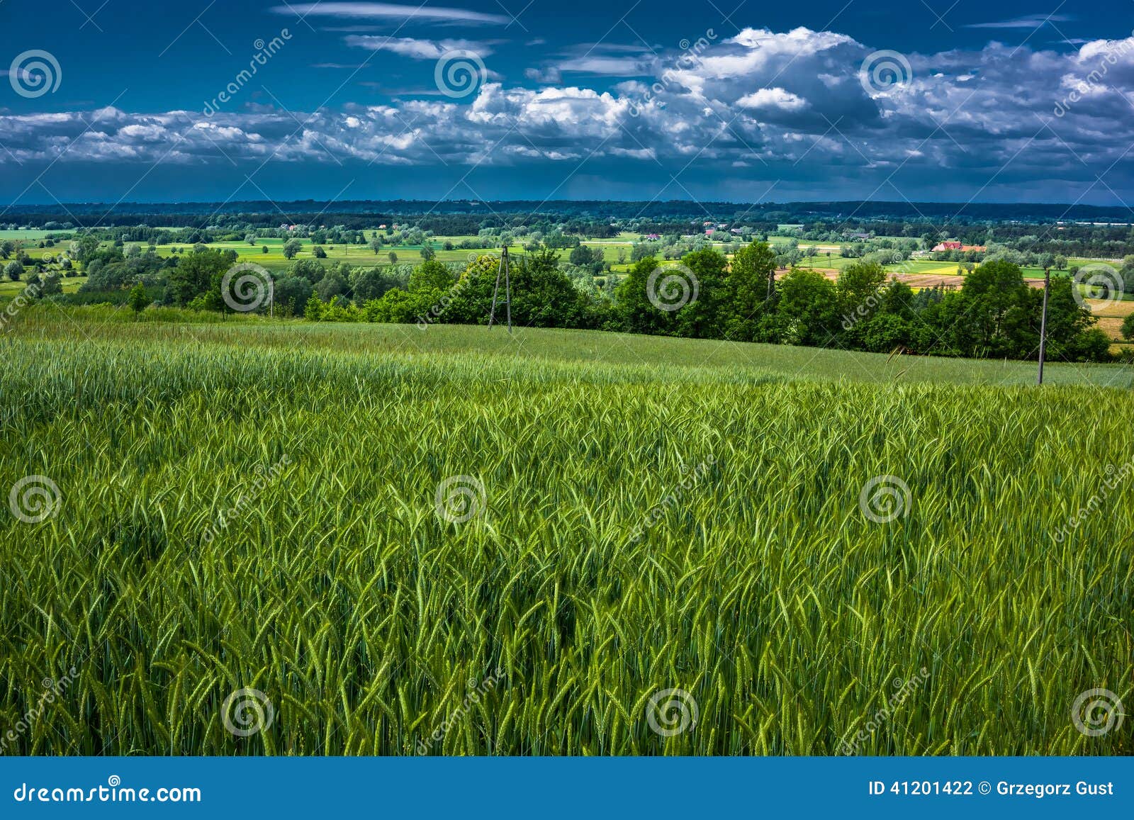 Meadows and fields stock photo. Image of rural, willow - 41201422