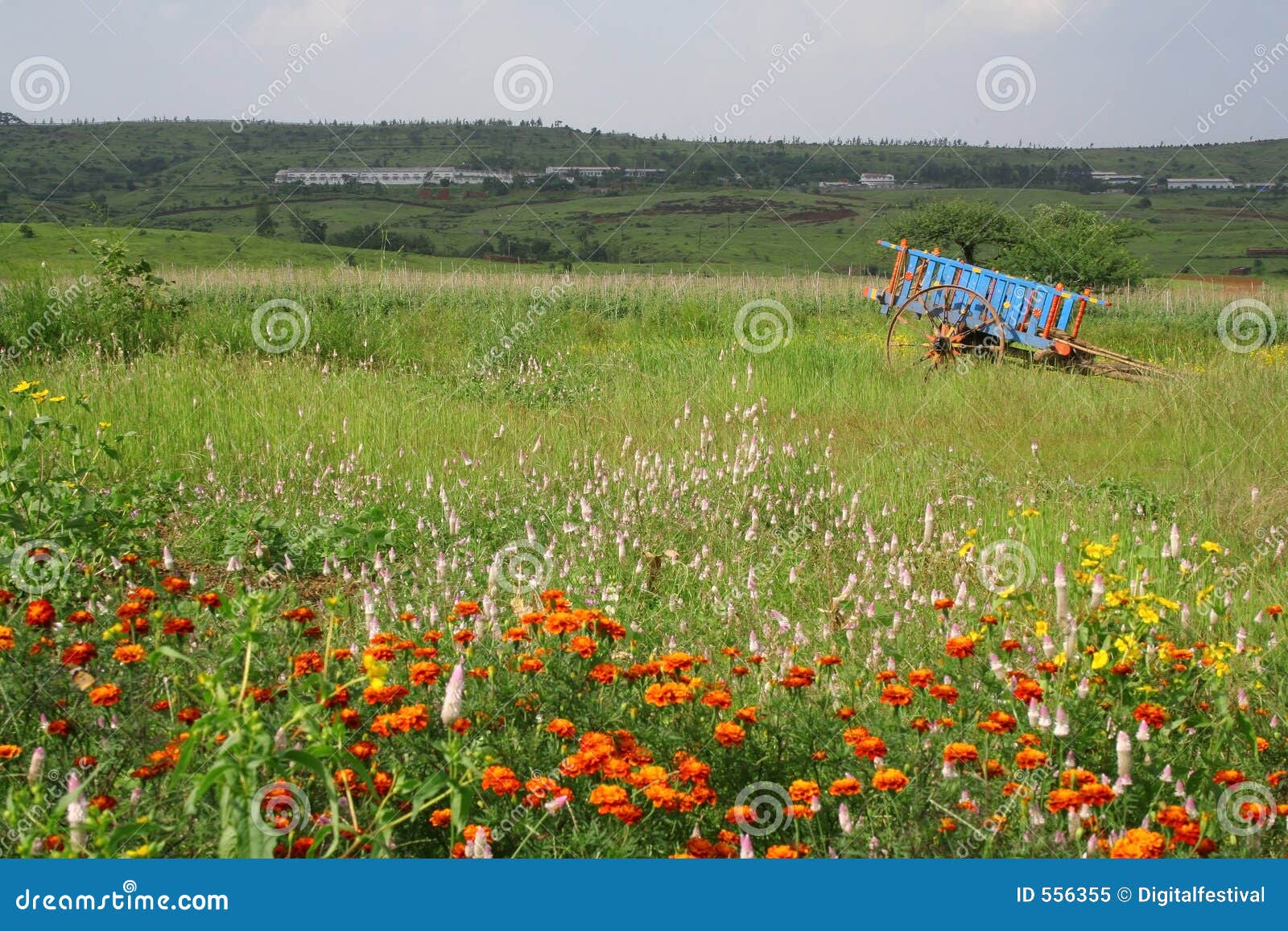Meadows and Flowers in Scenic Rural India Stock Image - Image of ...