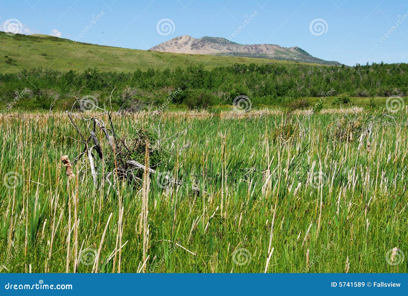 Meadows, Forests and Mountain Stock Image - Image of alberta, meadow ...