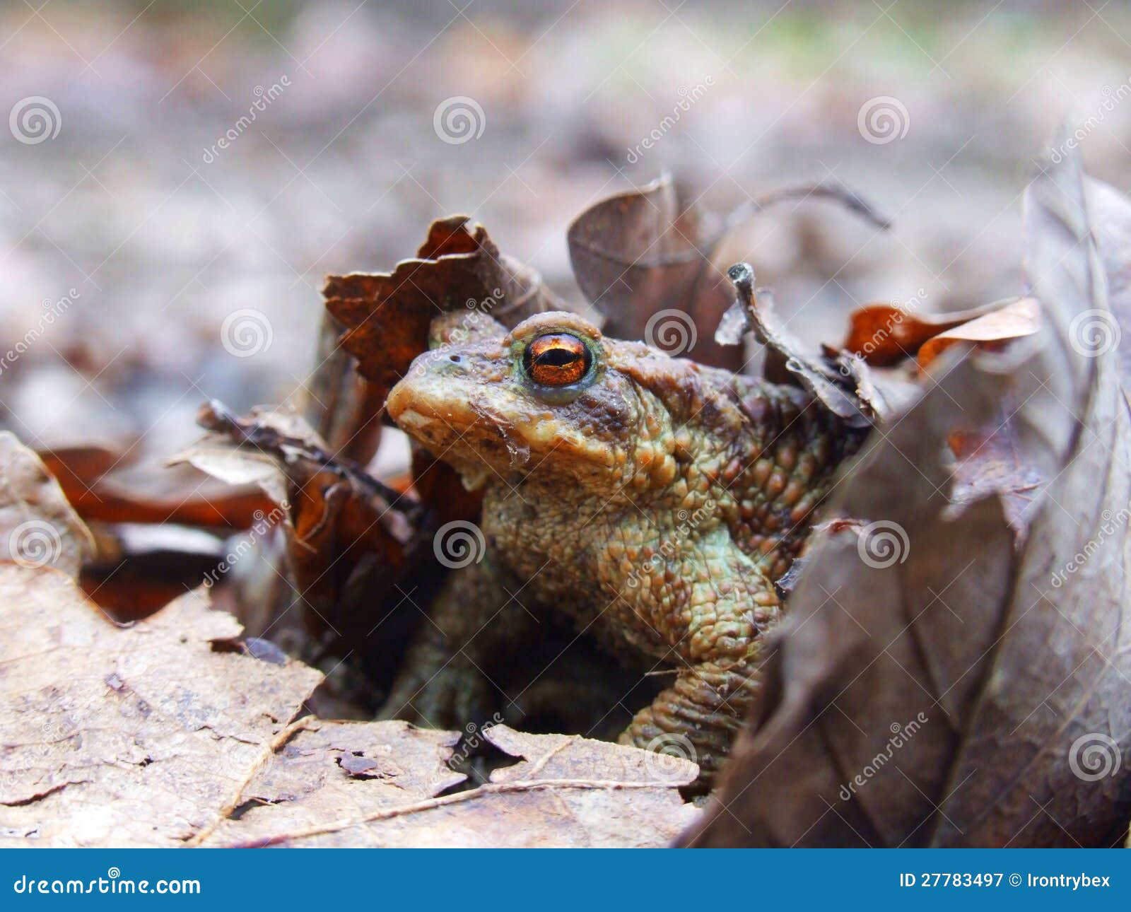 Meadows frog stock image. Image of october, rana, wildlife - 27783497