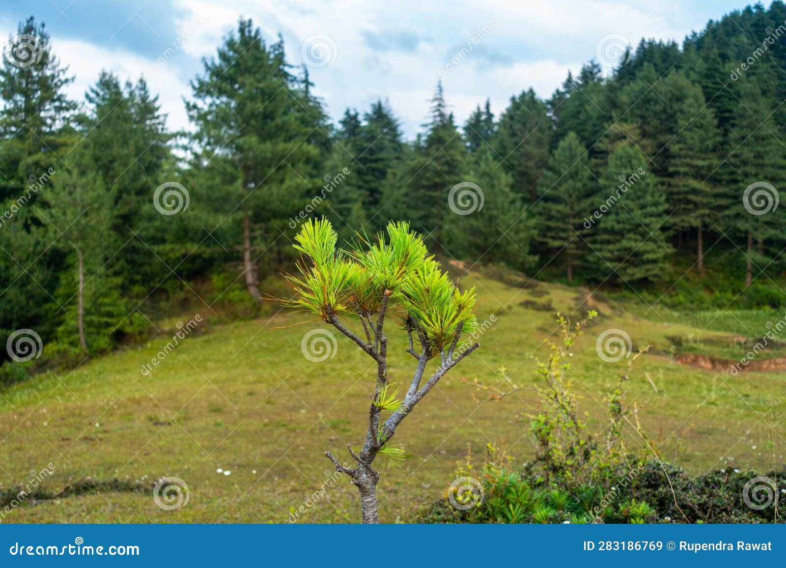 Meadows in the Himalayan Region with Pine and Deodar Cedar Tree Lines ...