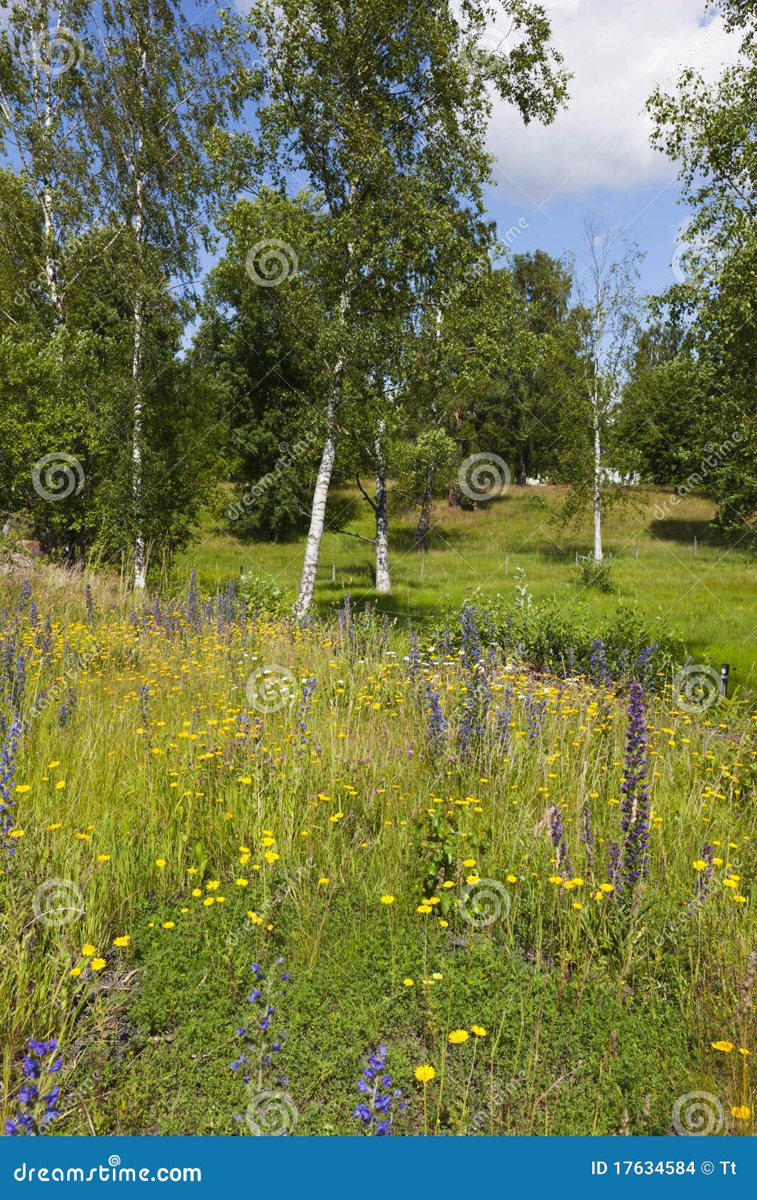 Meadows landscape stock photo. Image of landscape, meadows - 17634584