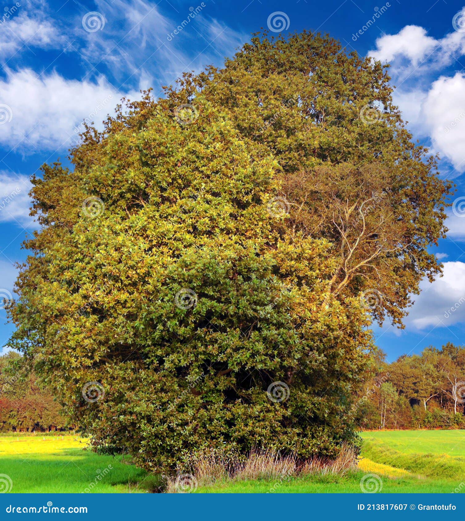 Meadows in Netherland stock image. Image of garden, grass - 213817607
