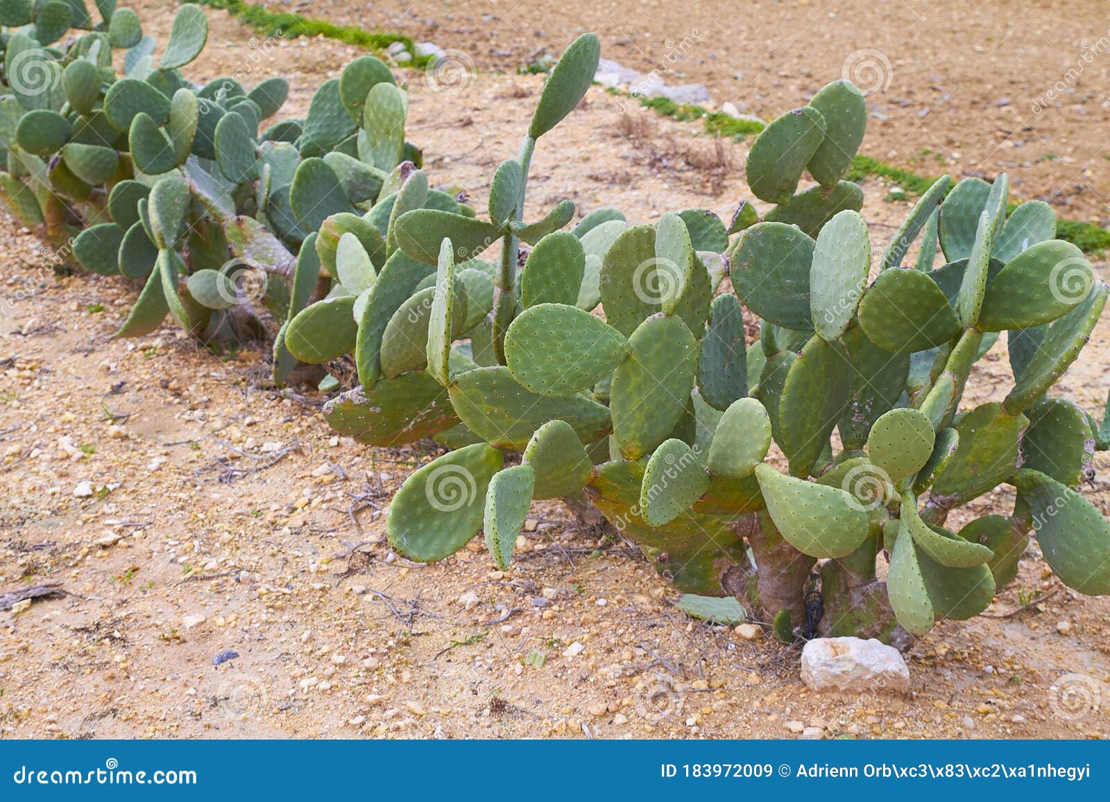 Meadows of Prickly Pear Trees Stock Image - Image of meadow, exotic ...