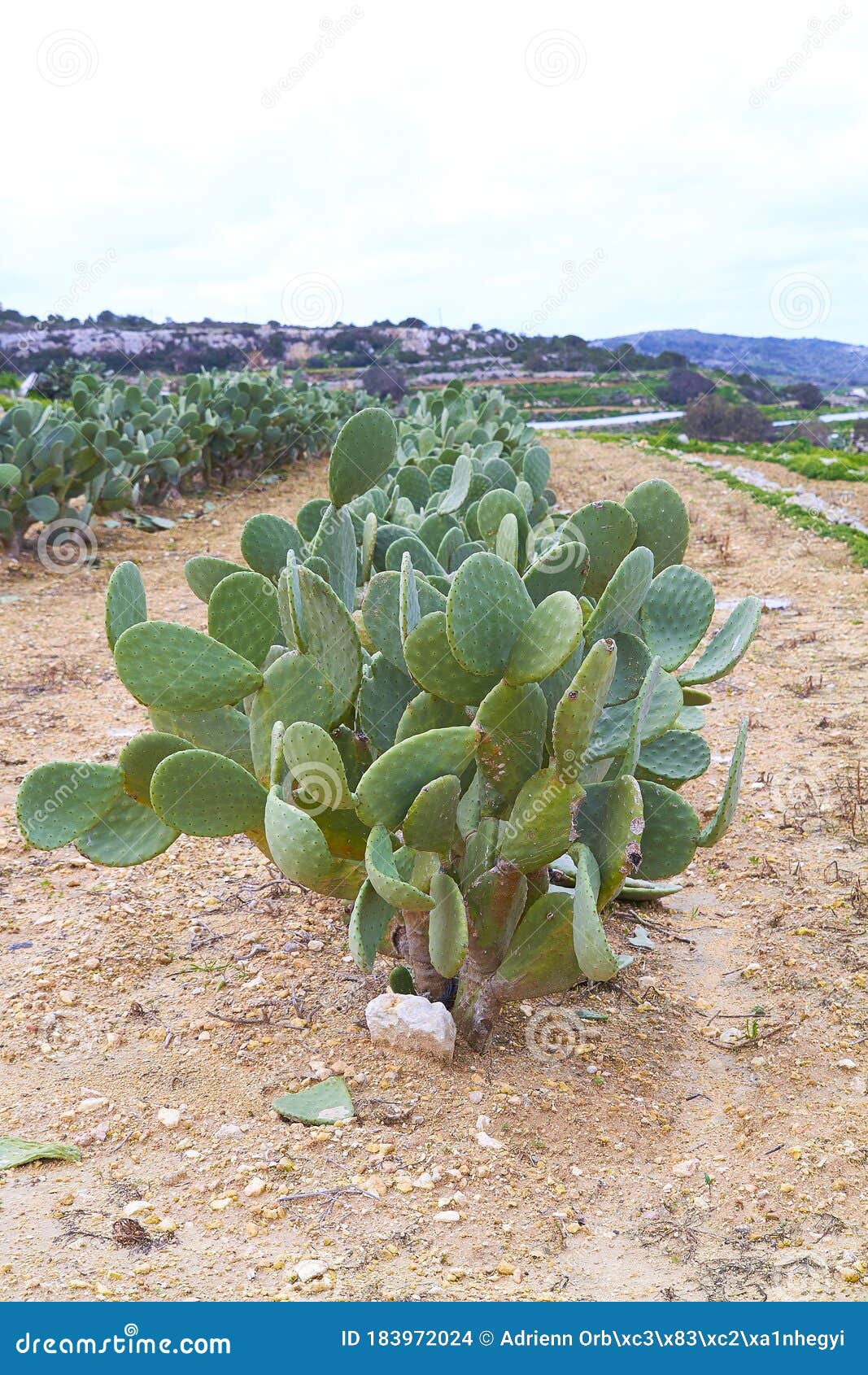 Meadows of Prickly Pear Trees Stock Photo - Image of orchard, nopales ...