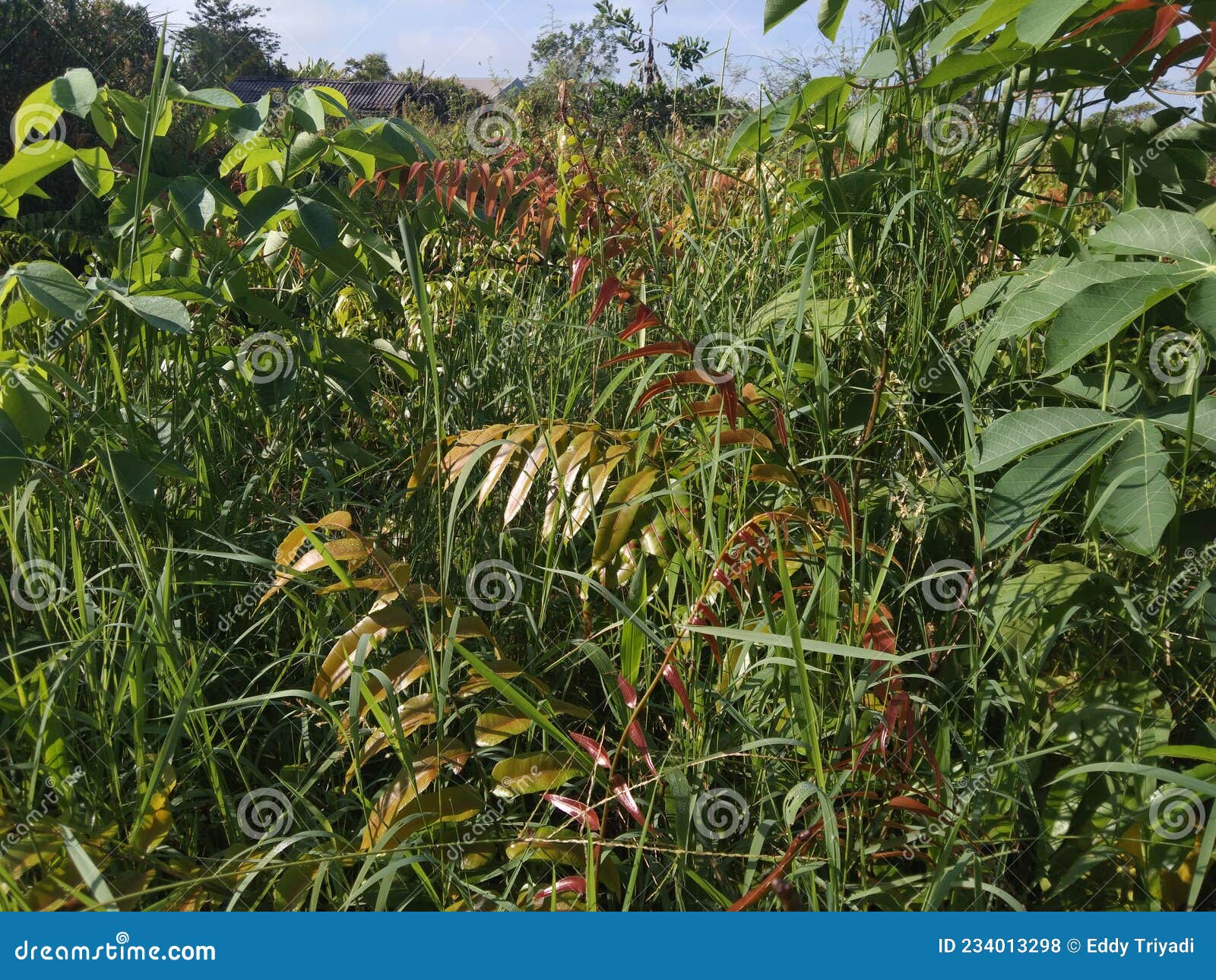 Meadows and Shrubs in Watery Areas Stock Photo - Image of watery, areas ...