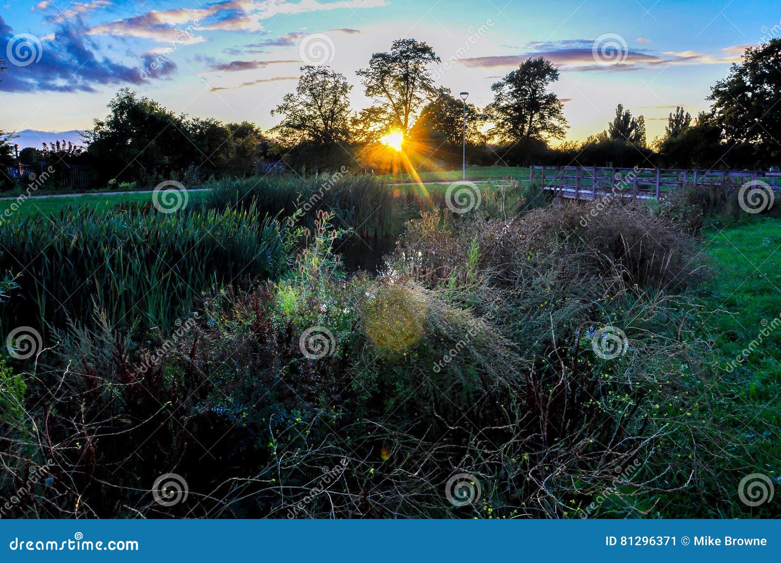 Meadows at Sunset stock image. Image of peaceful, lavender - 81296371