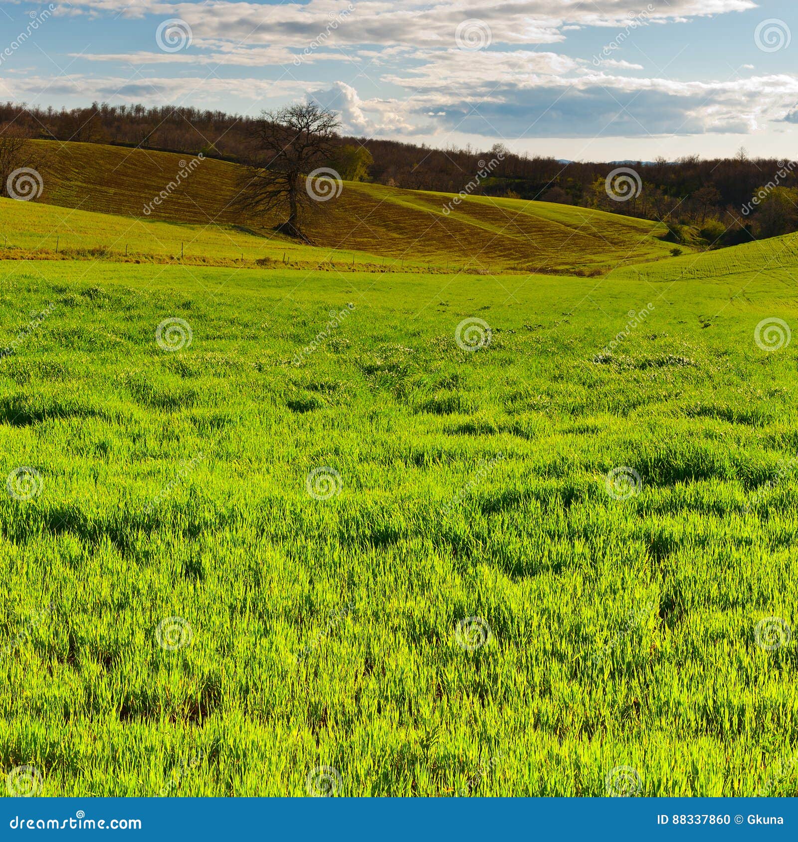 Meadows of Tuscany stock photo. Image of field, green - 88337860