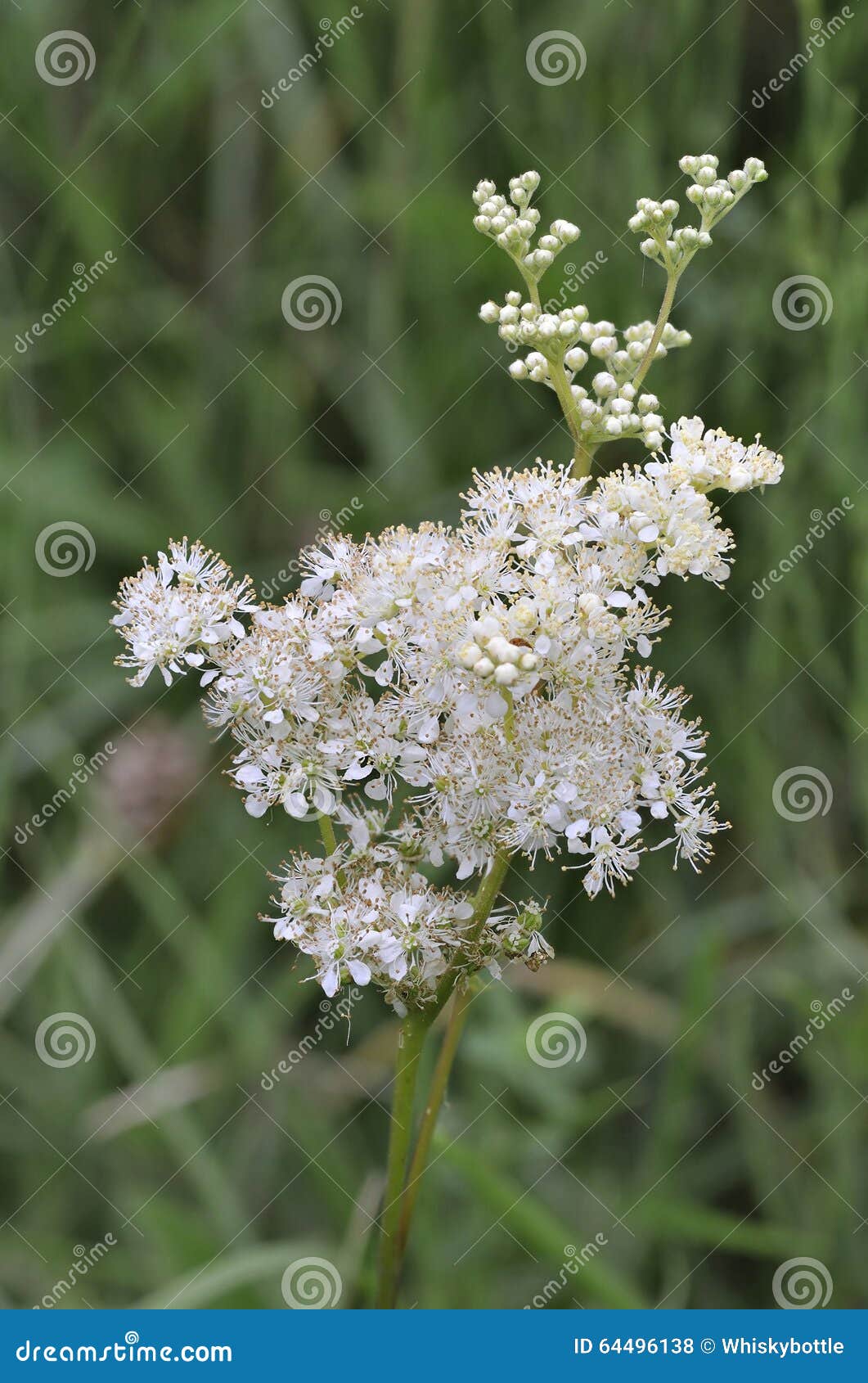 Meadowsweet arkivfoto. Bild av floror, sommar, sjaskig - 64496138
