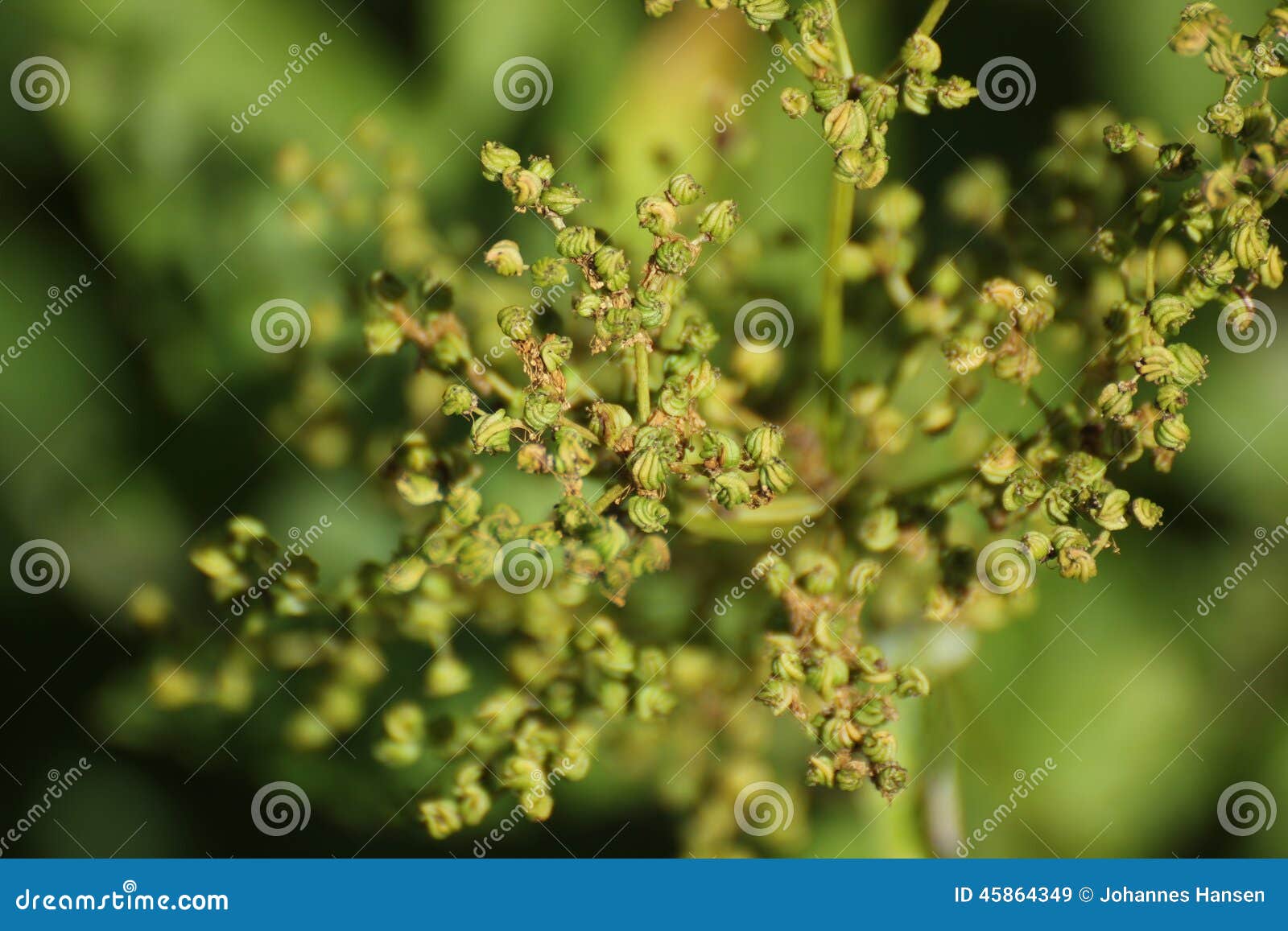 Meadowsweet Fruits stock image. Image of high, century - 45864349