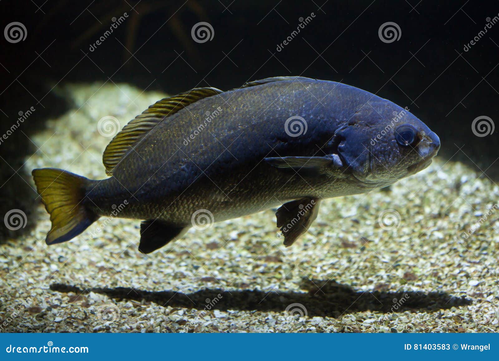 Meagre Fish On Fishing Nets Stock Photography | CartoonDealer.com #49195190