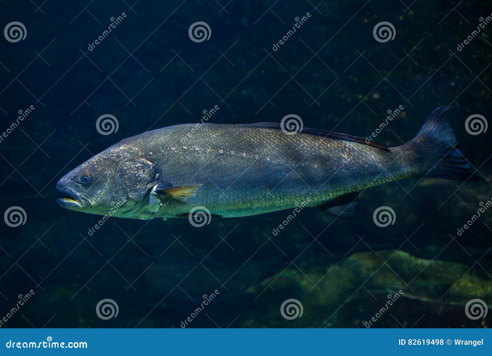 Meagre Argyrosomus regius stock photo. Image of fauna - 82619498