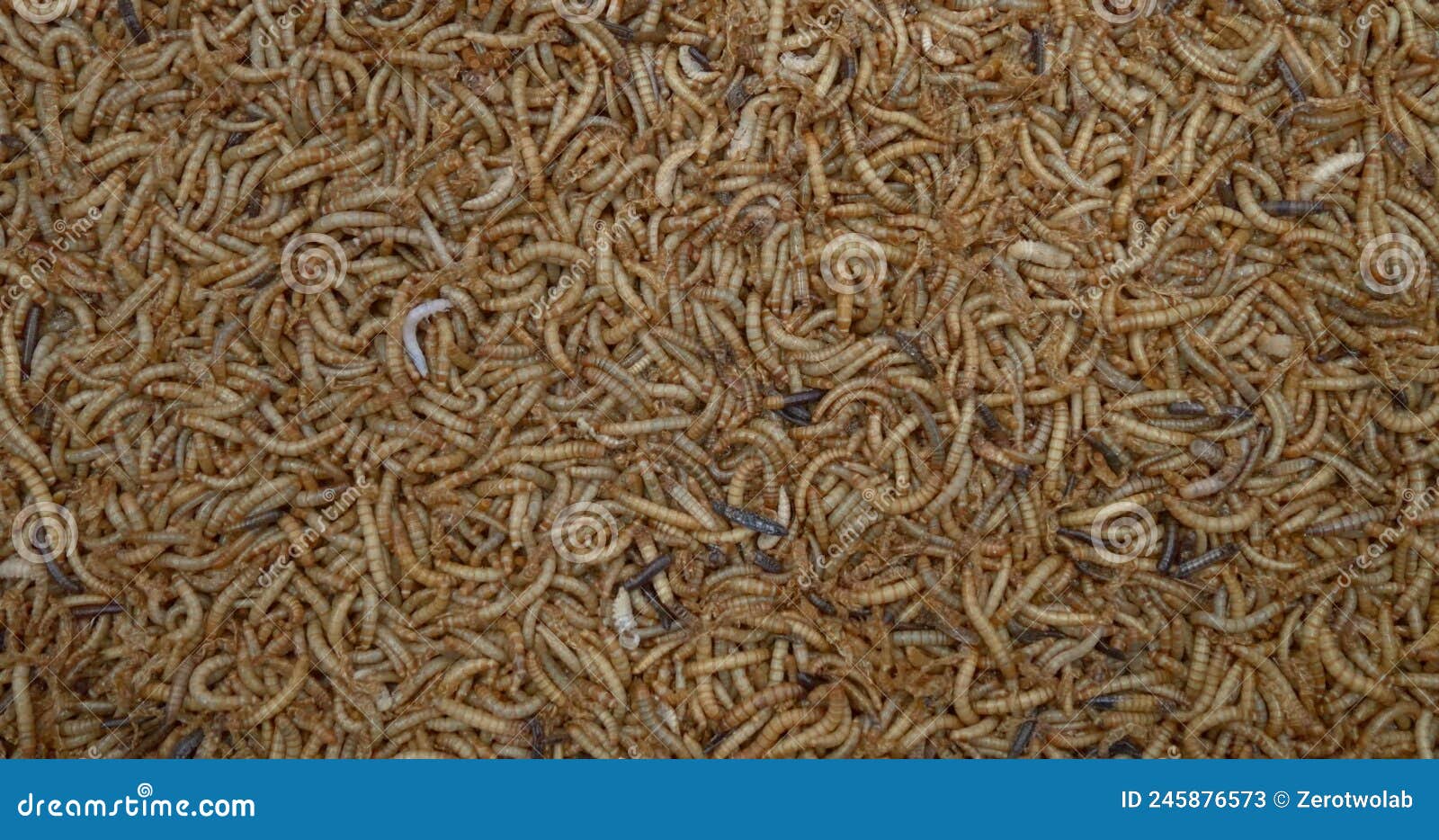 Worms stock video. Video of angling, compost, humus - 245876573