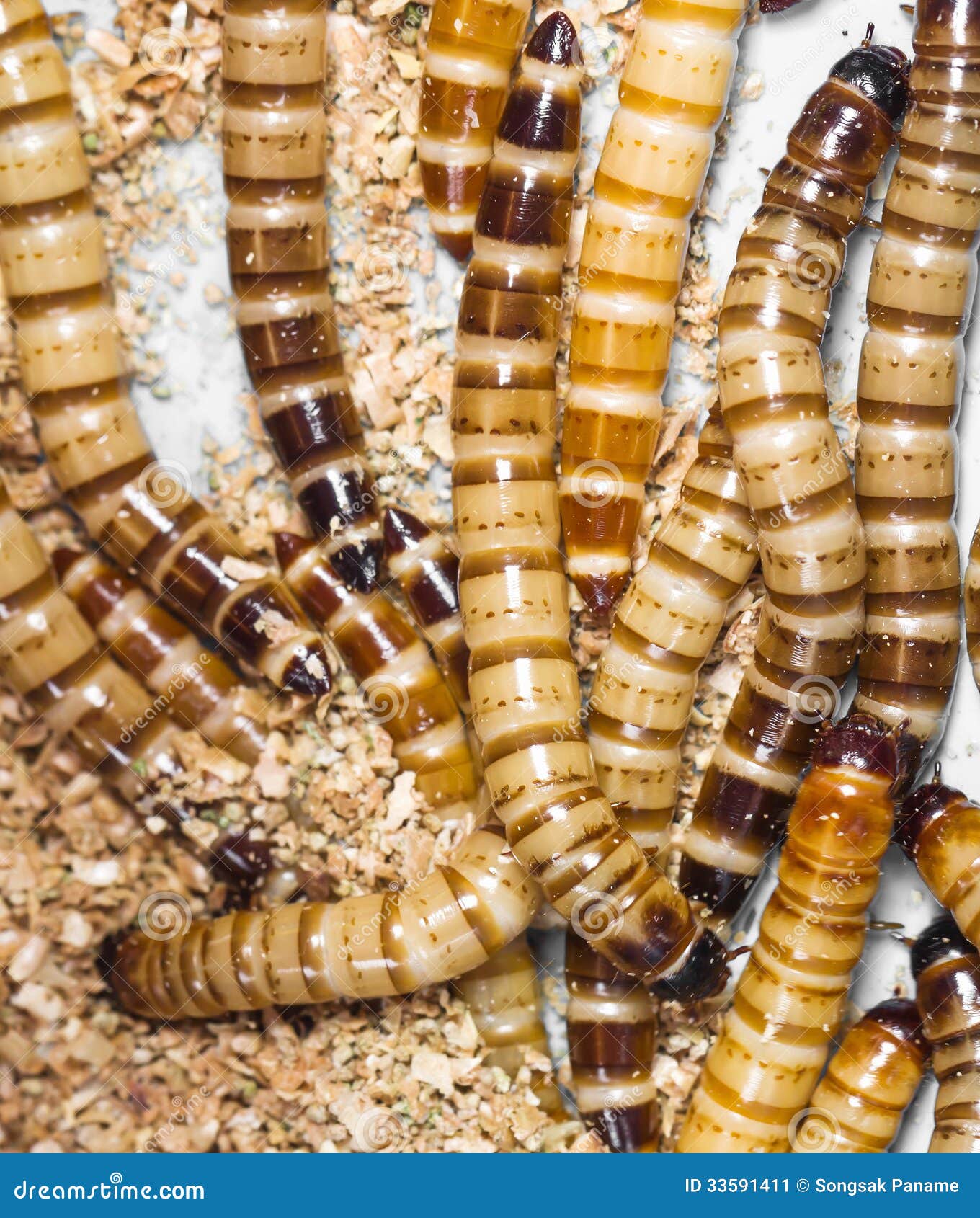 Meal Worms Larvae Stock Image | CartoonDealer.com #69863533