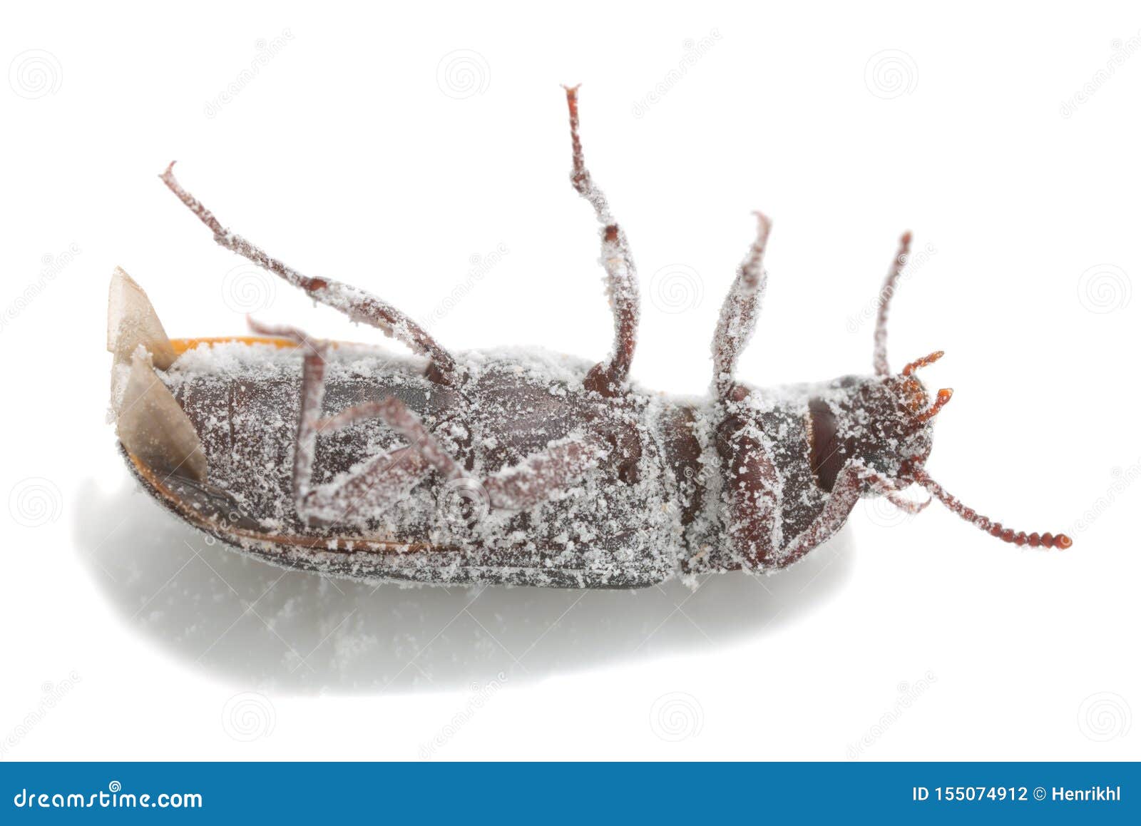 Mealworm Beetle, Tenebrio Molitor on Its Back Covered in Wheat Flour ... Mealworm Beetle, Tenebrio Molitor on Its Back Covered in Wheat Flour ...