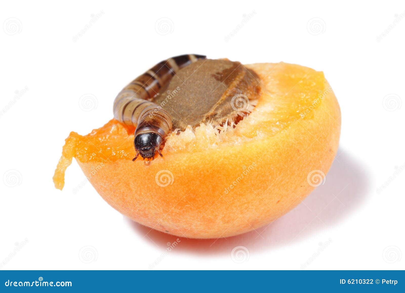 Superworm Eating Apricot Isolated Stock Photo - Image of close, meal ...