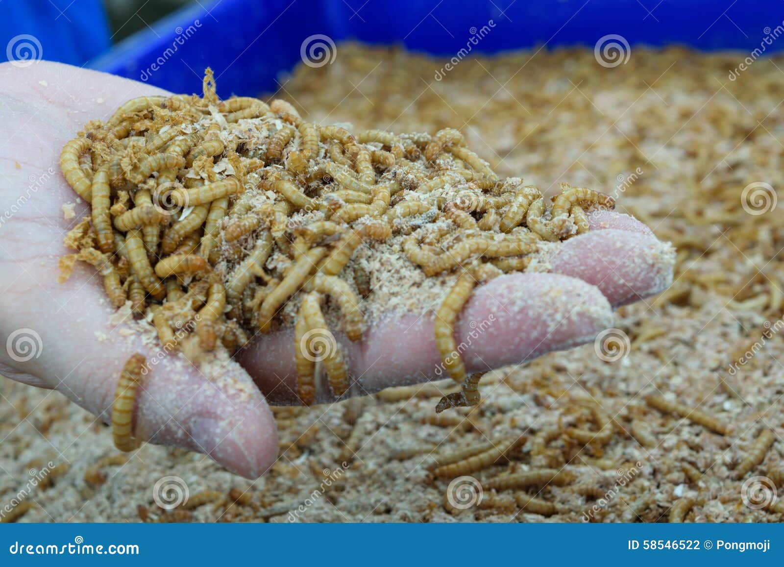 Mealworm in hand stock photo. Image of bait, bird, animal - 58546522