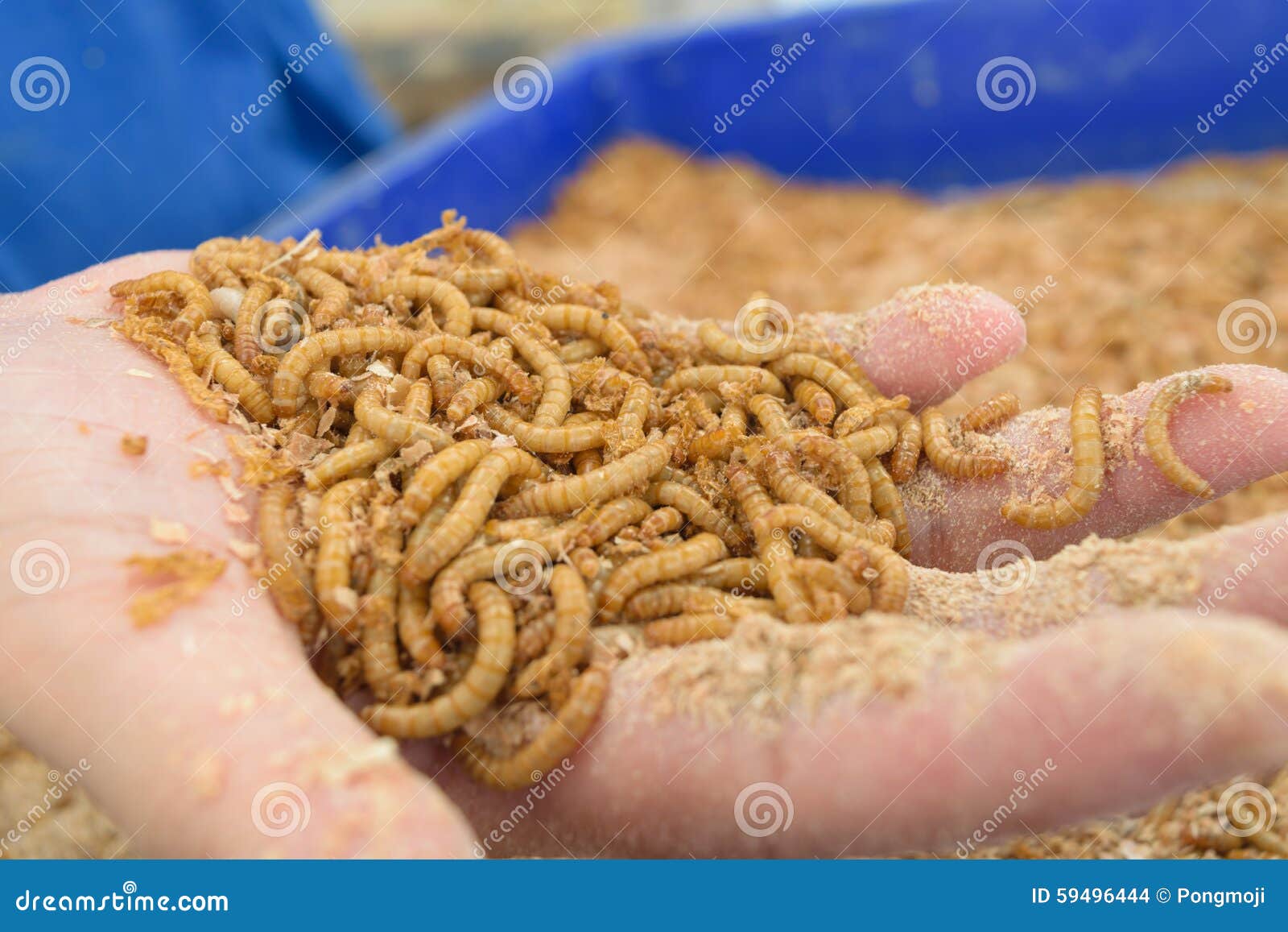 Mealworm in hand stock photo. Image of gold, birds, fishing - 59496444